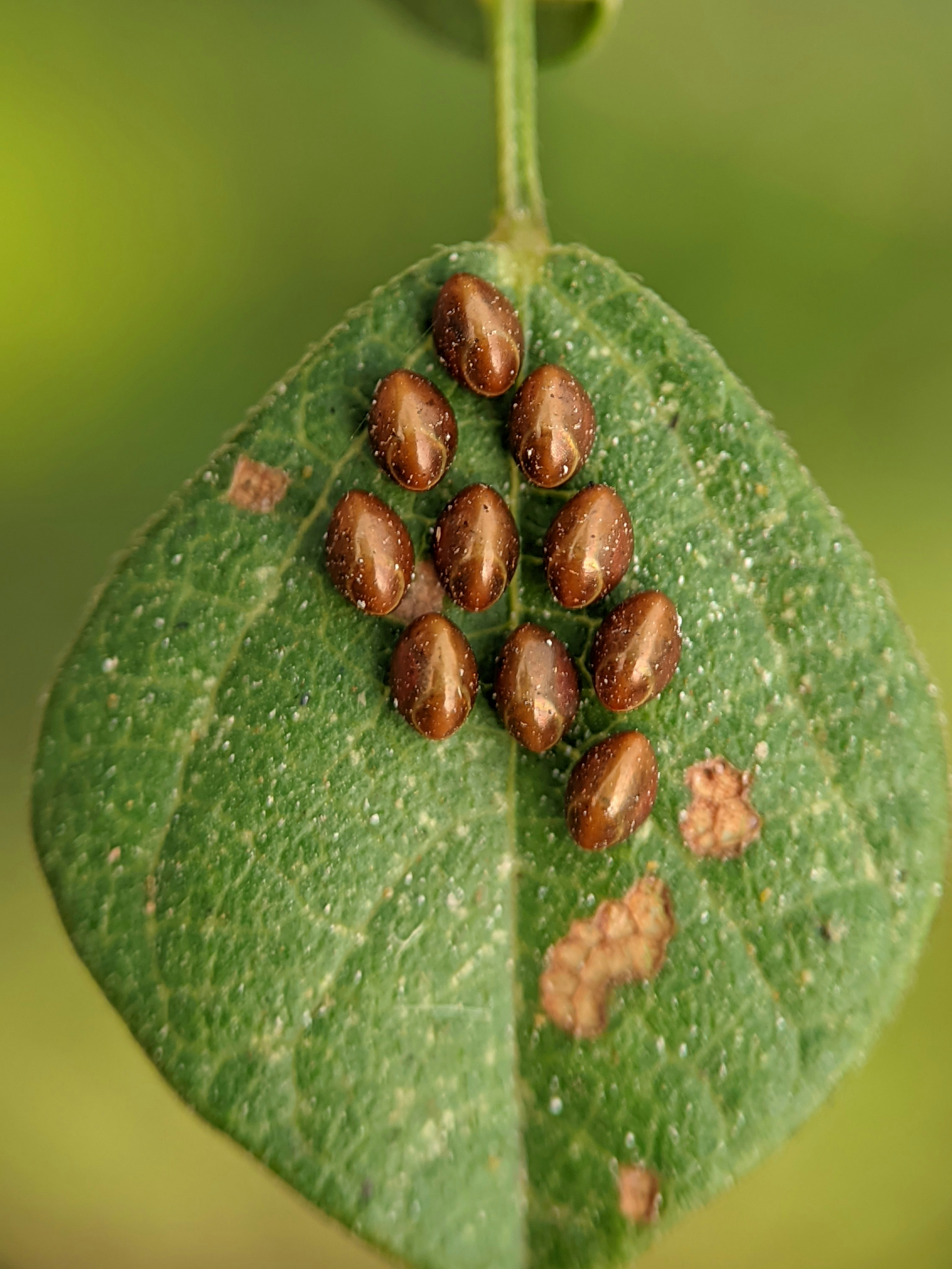 Racimo de huevos de insecto marrón sobre una hoja verde foto – Imagen ...
