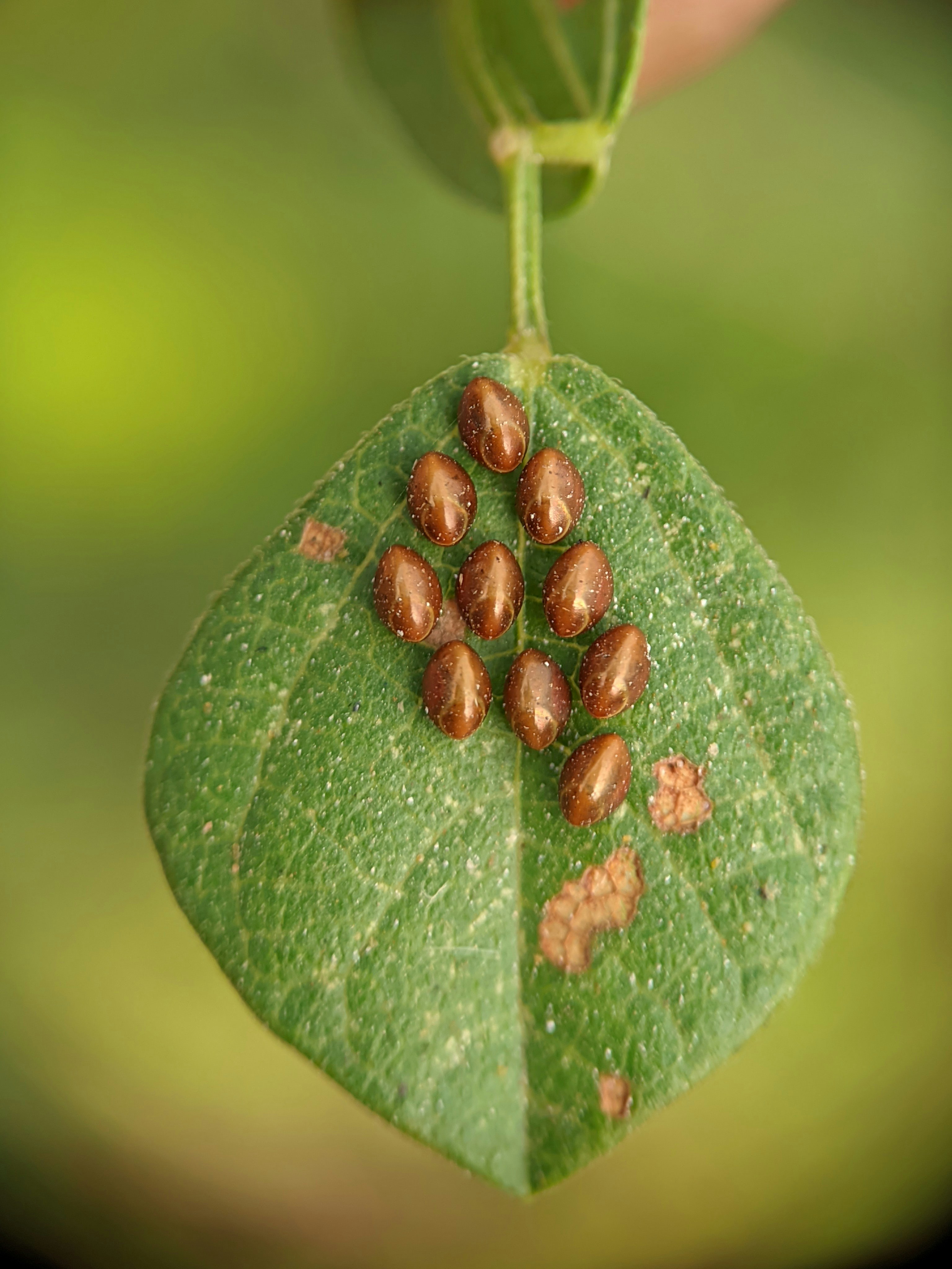 Brown seed clusters cling to a green leaf