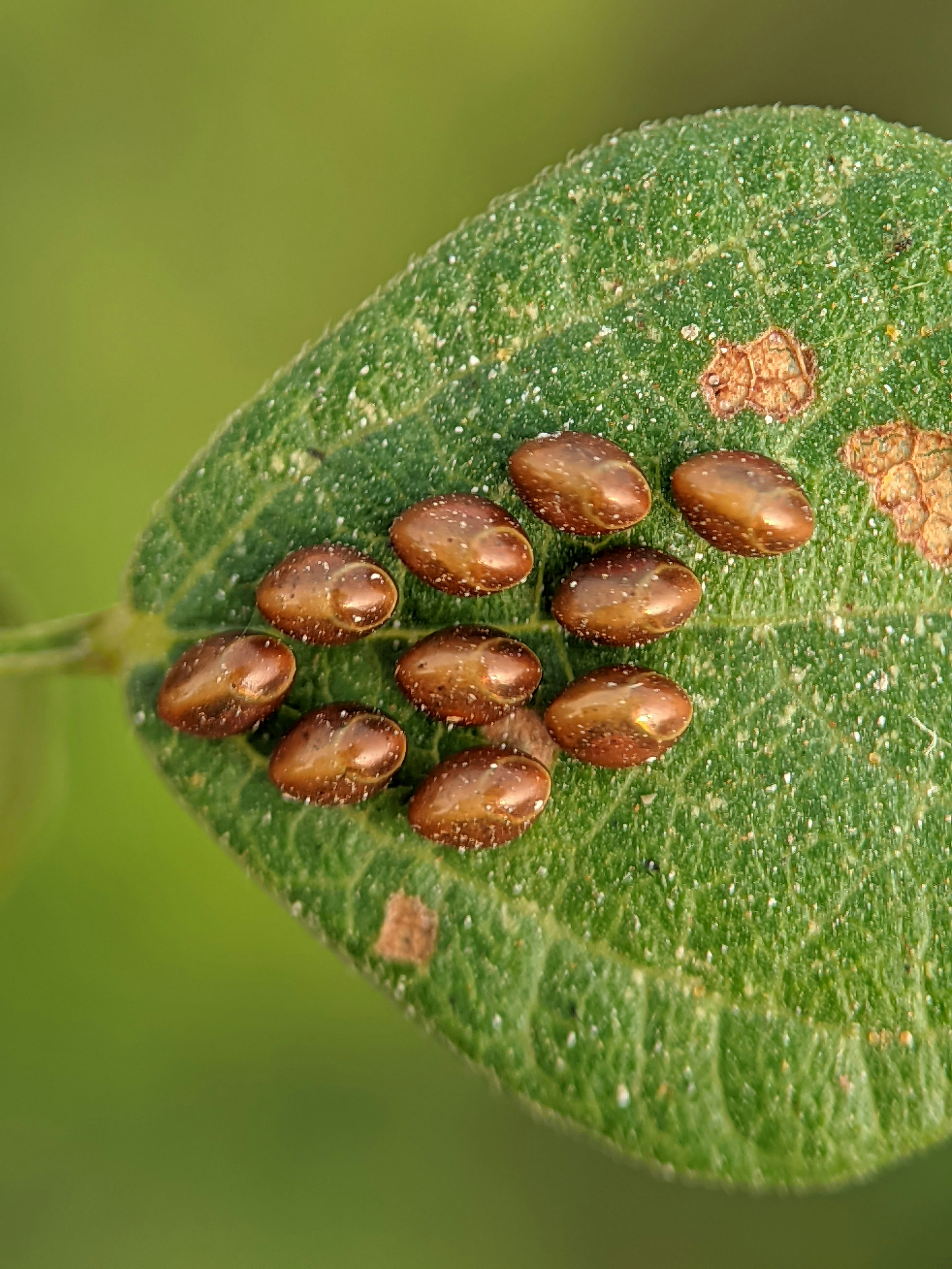 Pearls of the Leaf: Brown Inset Eggs on a Green Surface