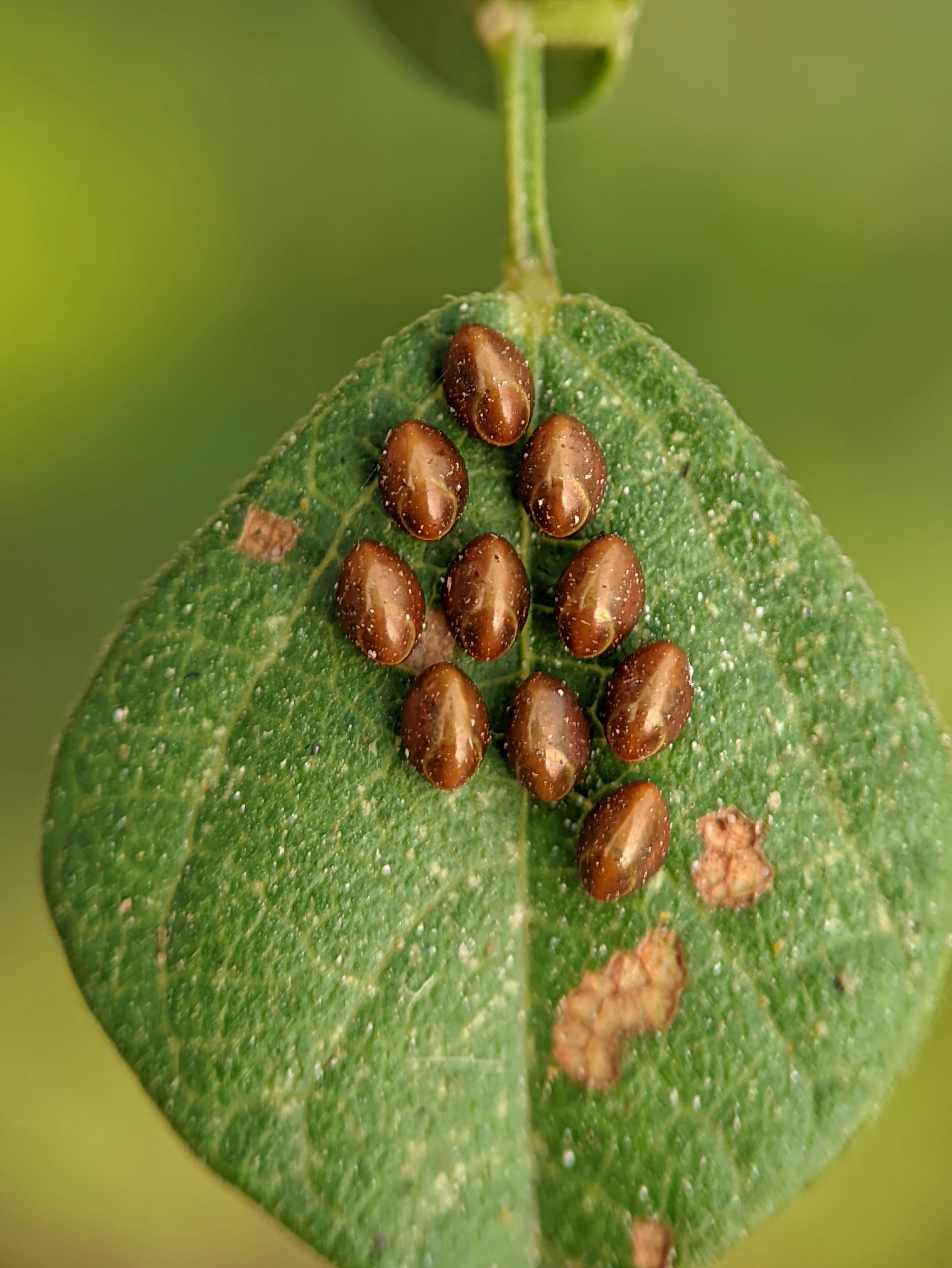 Brown seeds cling to the edge of a sunlit green leaf