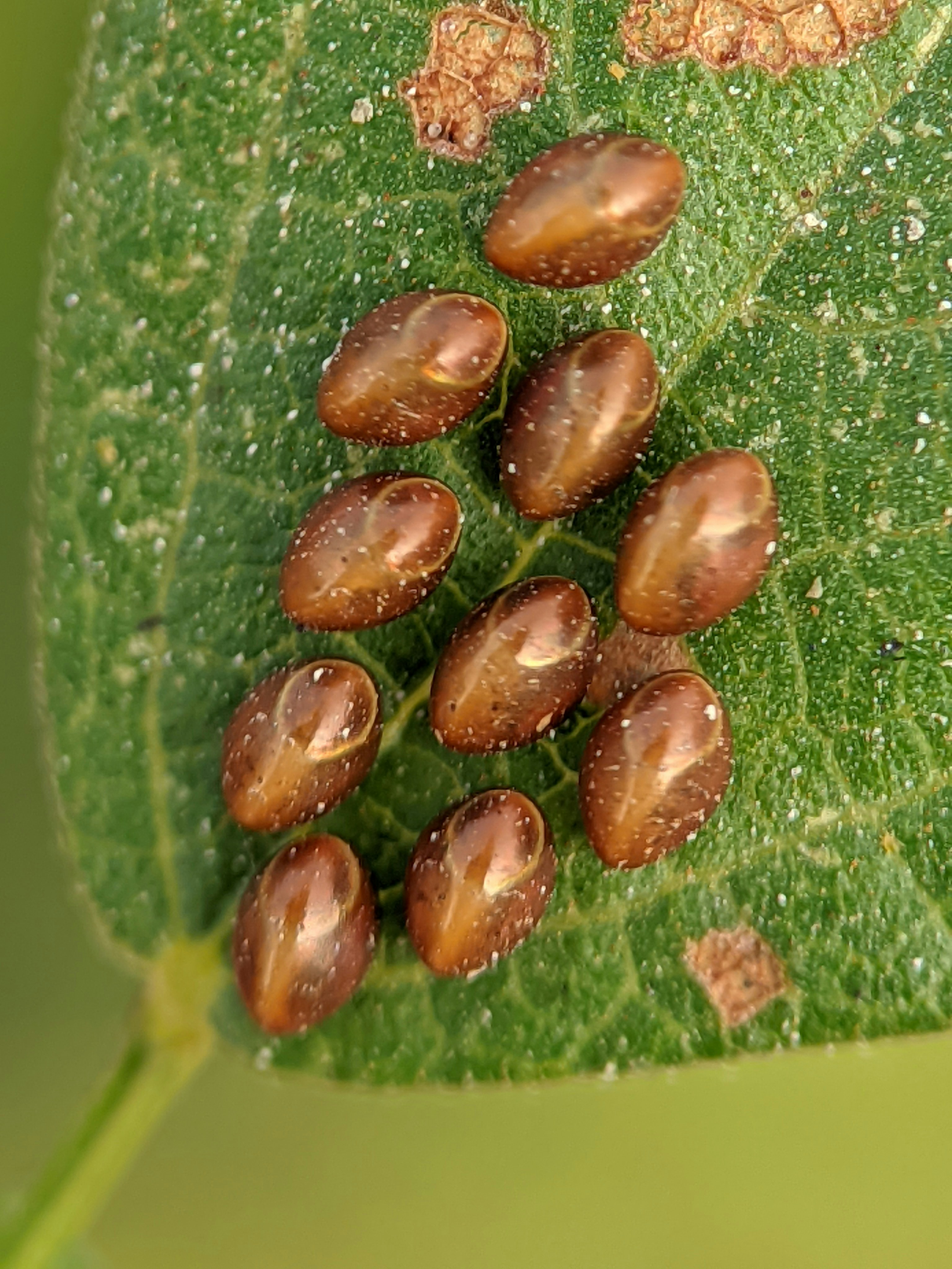 Small brown eggs clustered on a green leaf.