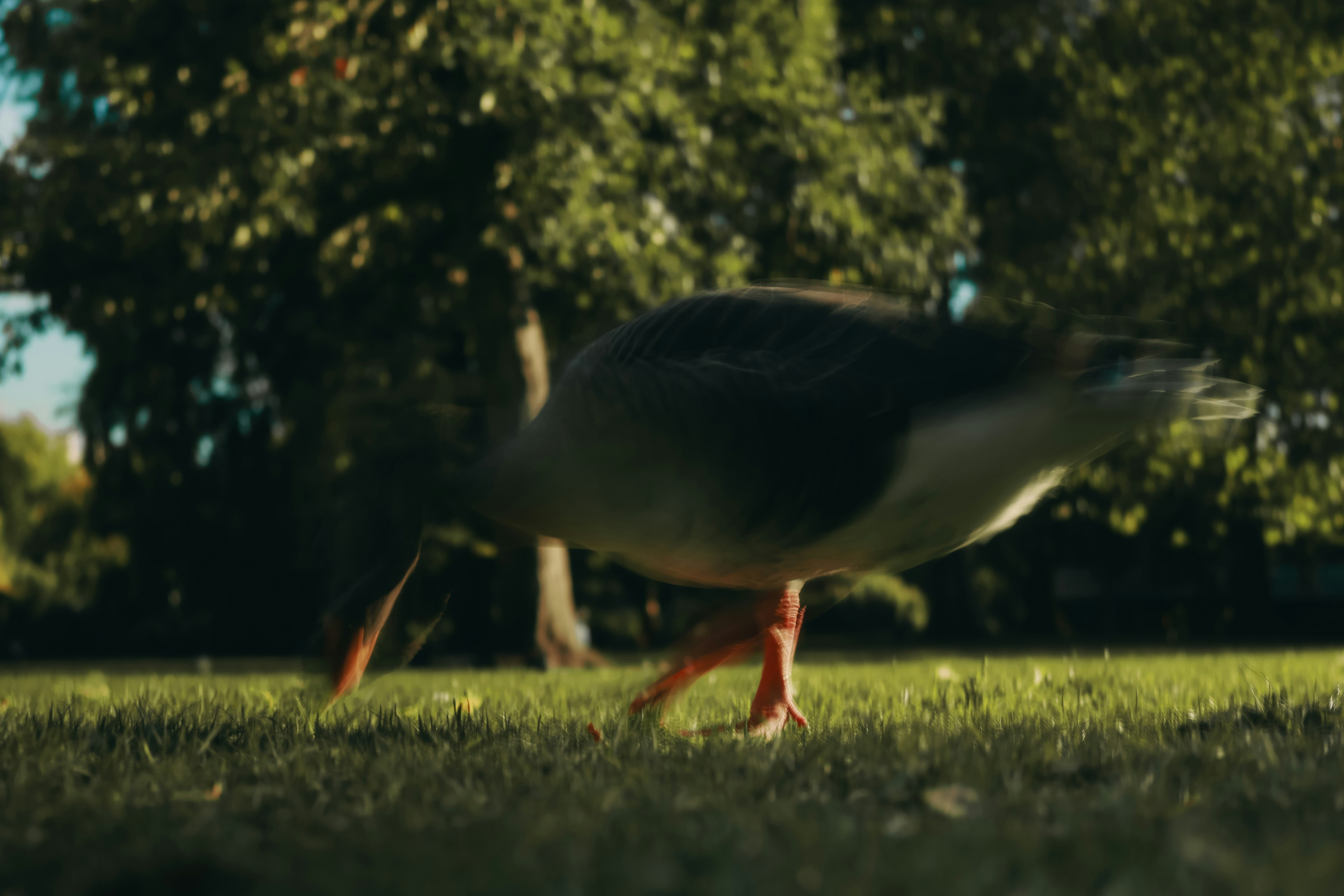 Dappled Park Stroll: A Blurred Bird in Midstride