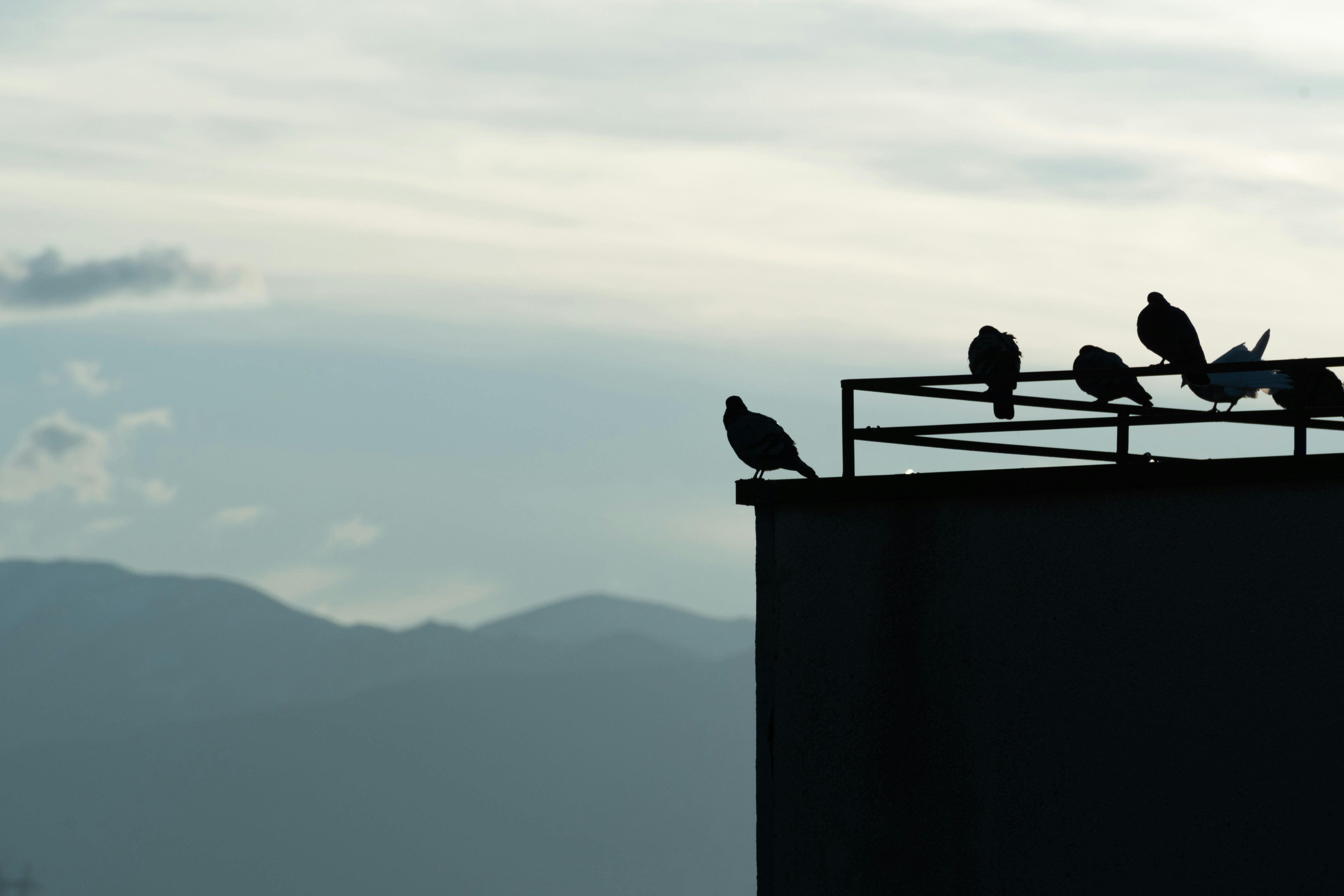 Top-Edge Silhouettes: A Row of Birds on a Balcony