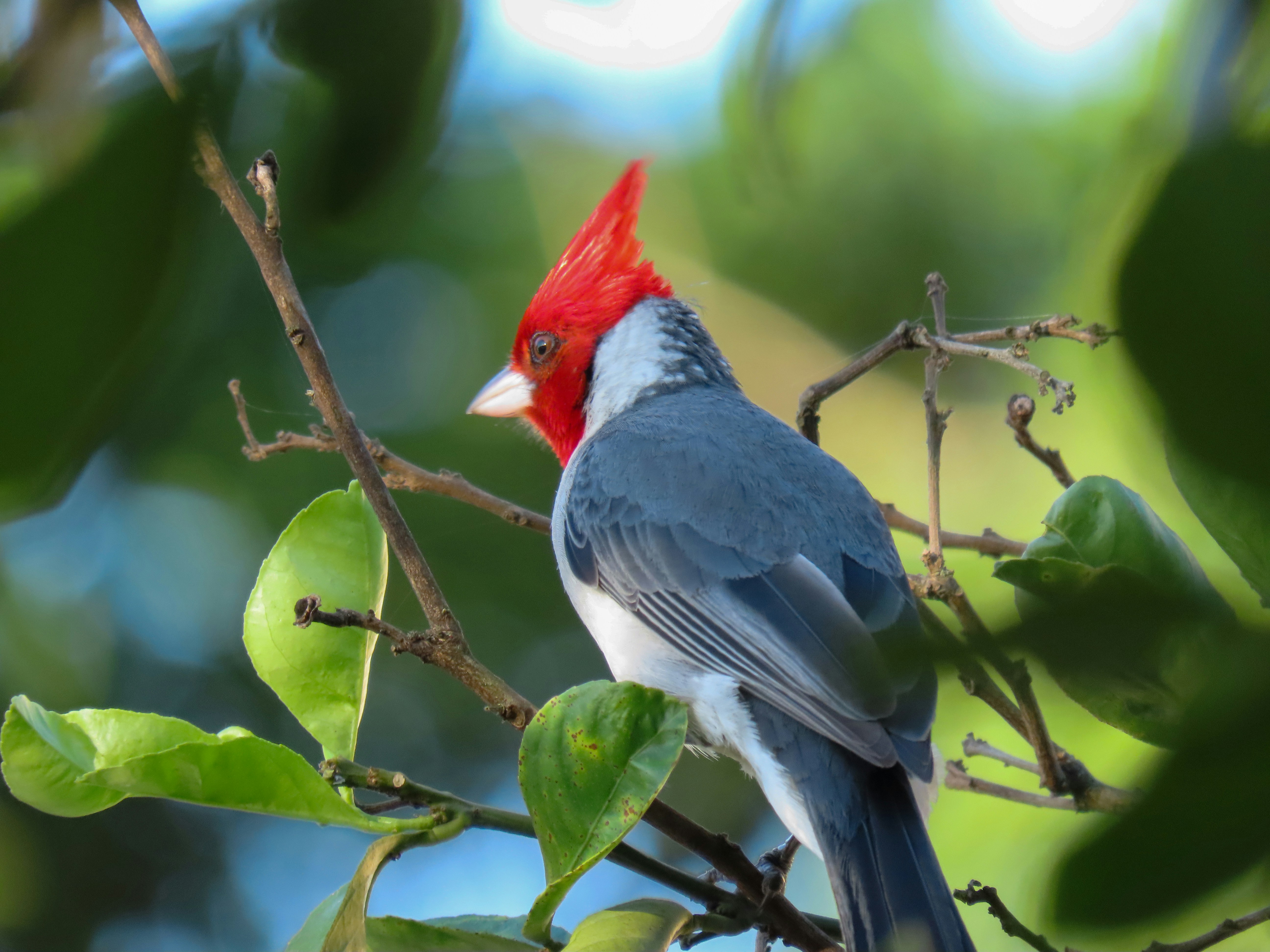 Red-crested Blue Cardinal in Green Canopy