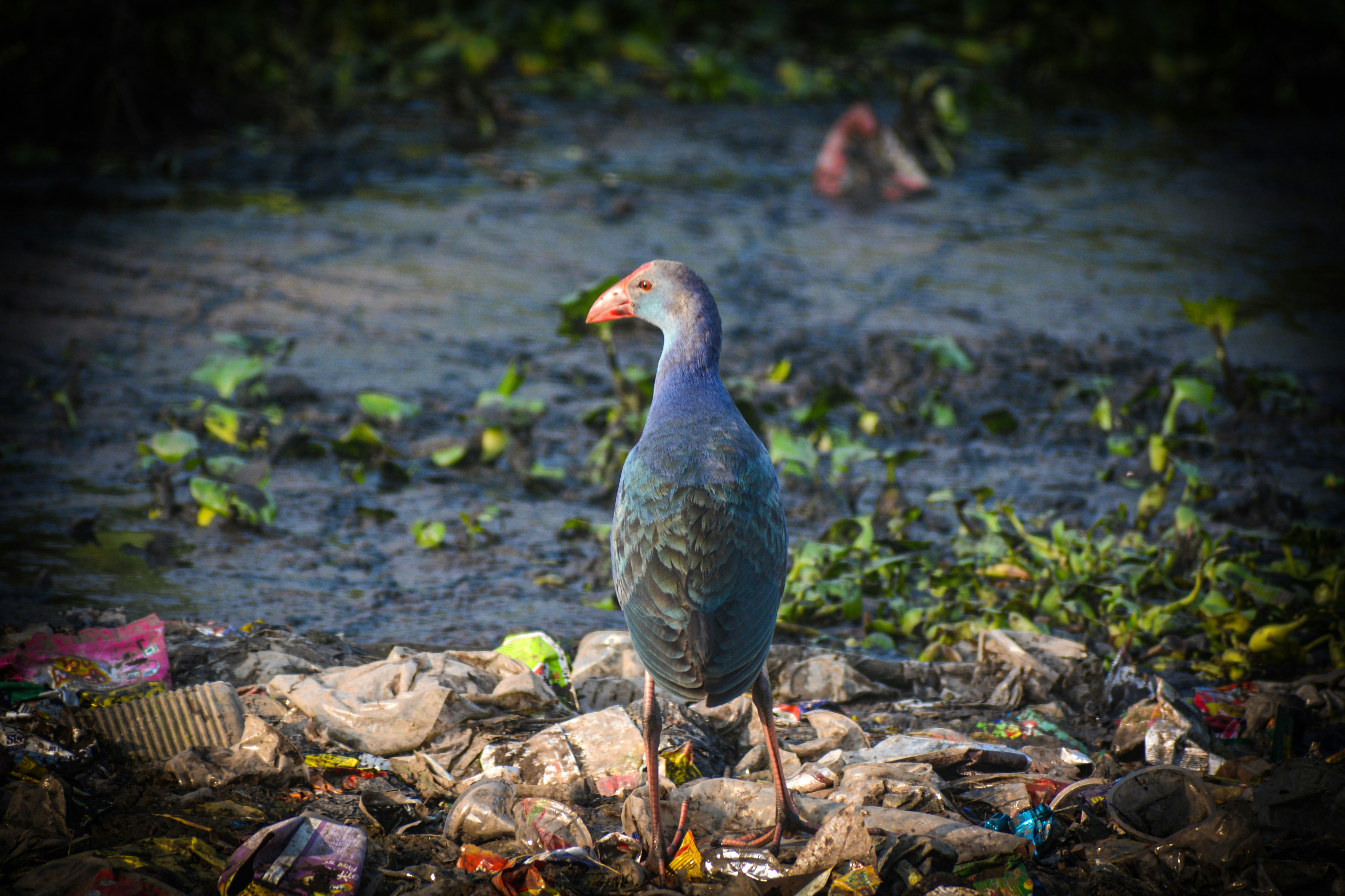 Trash-strewn riverbank ibis under subdued afternoon light