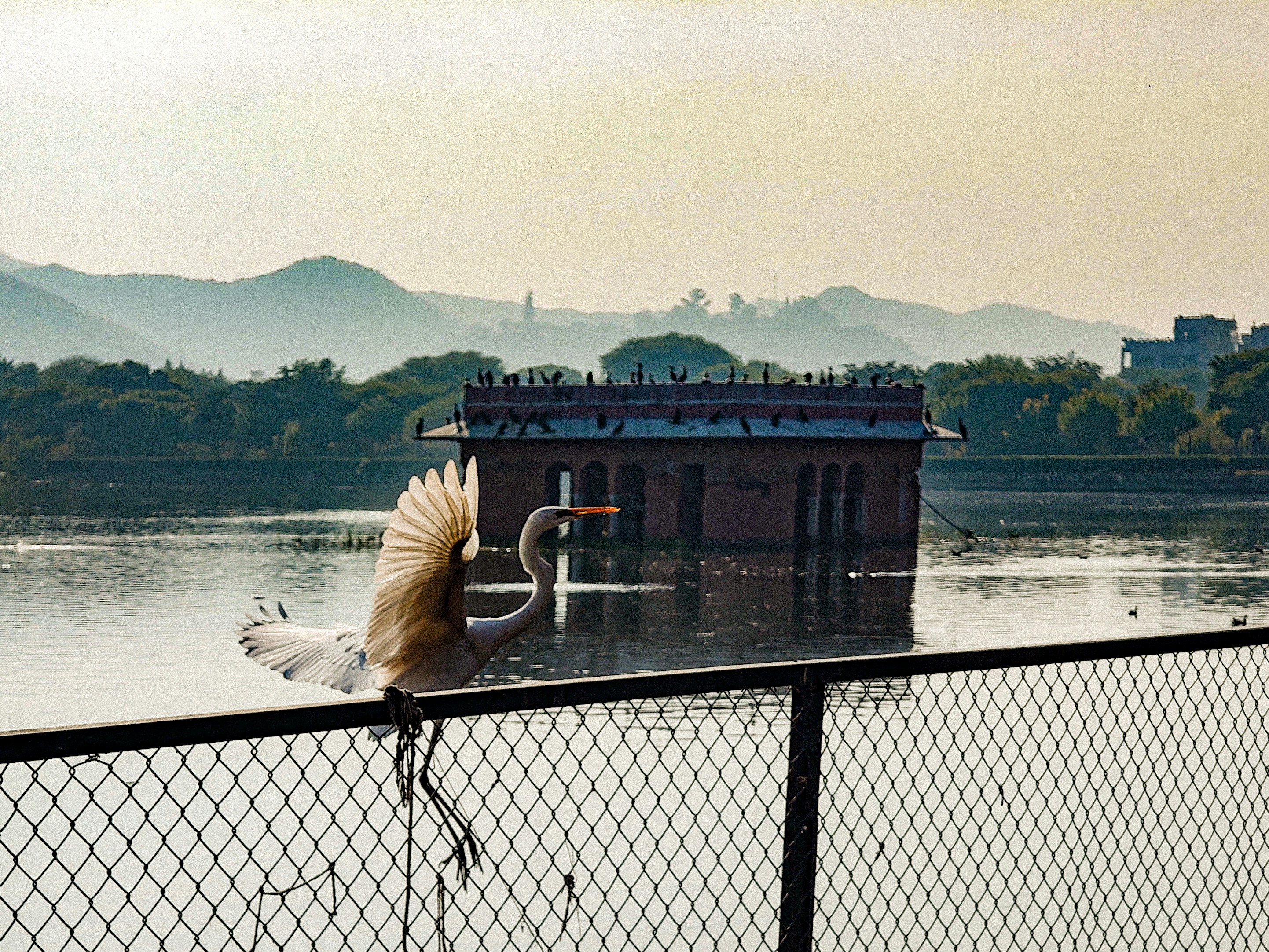 A white bird with wings spread near a fence.
