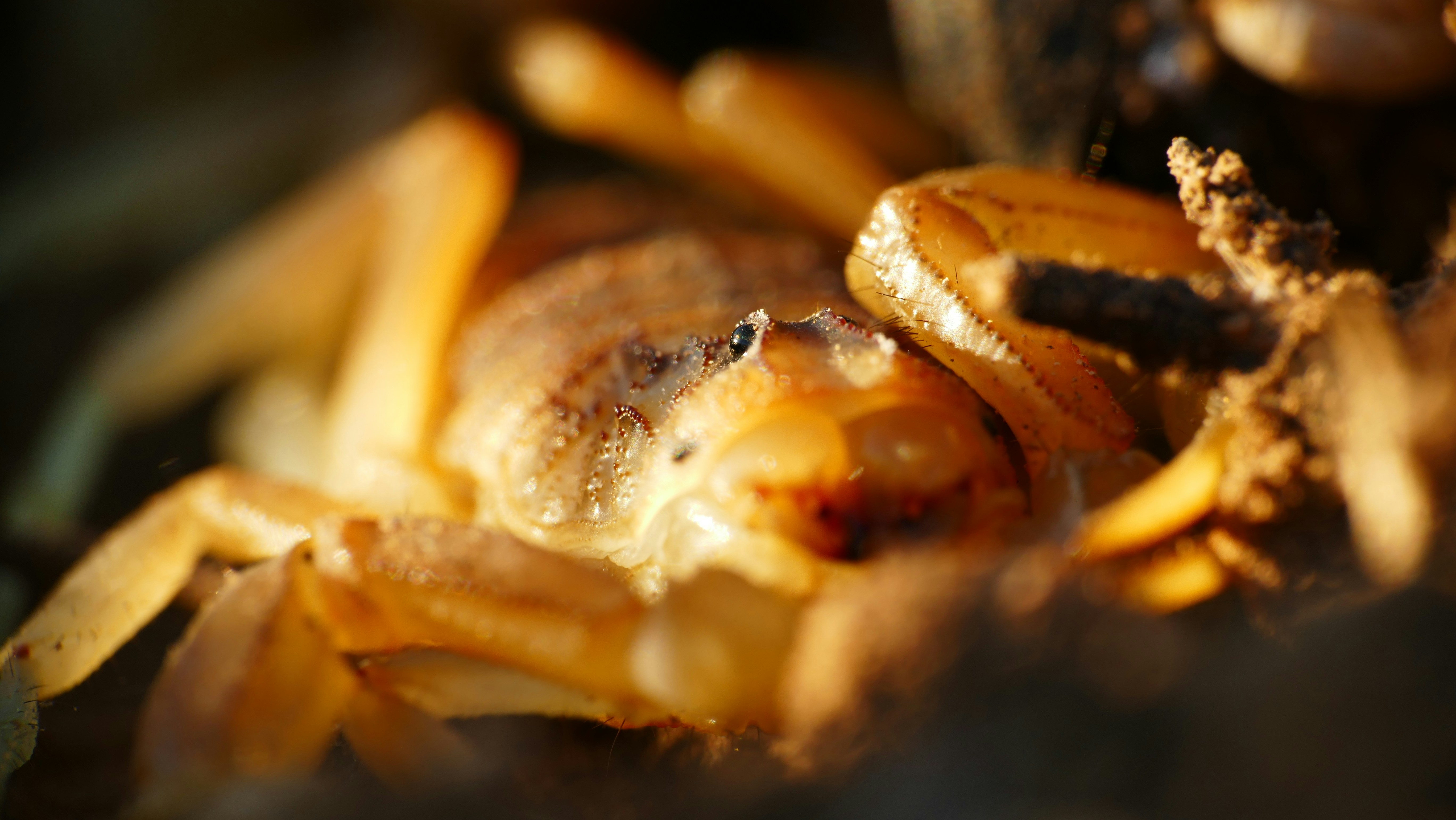 Buried in Shells: A Macro Moment of Cracked Open Life