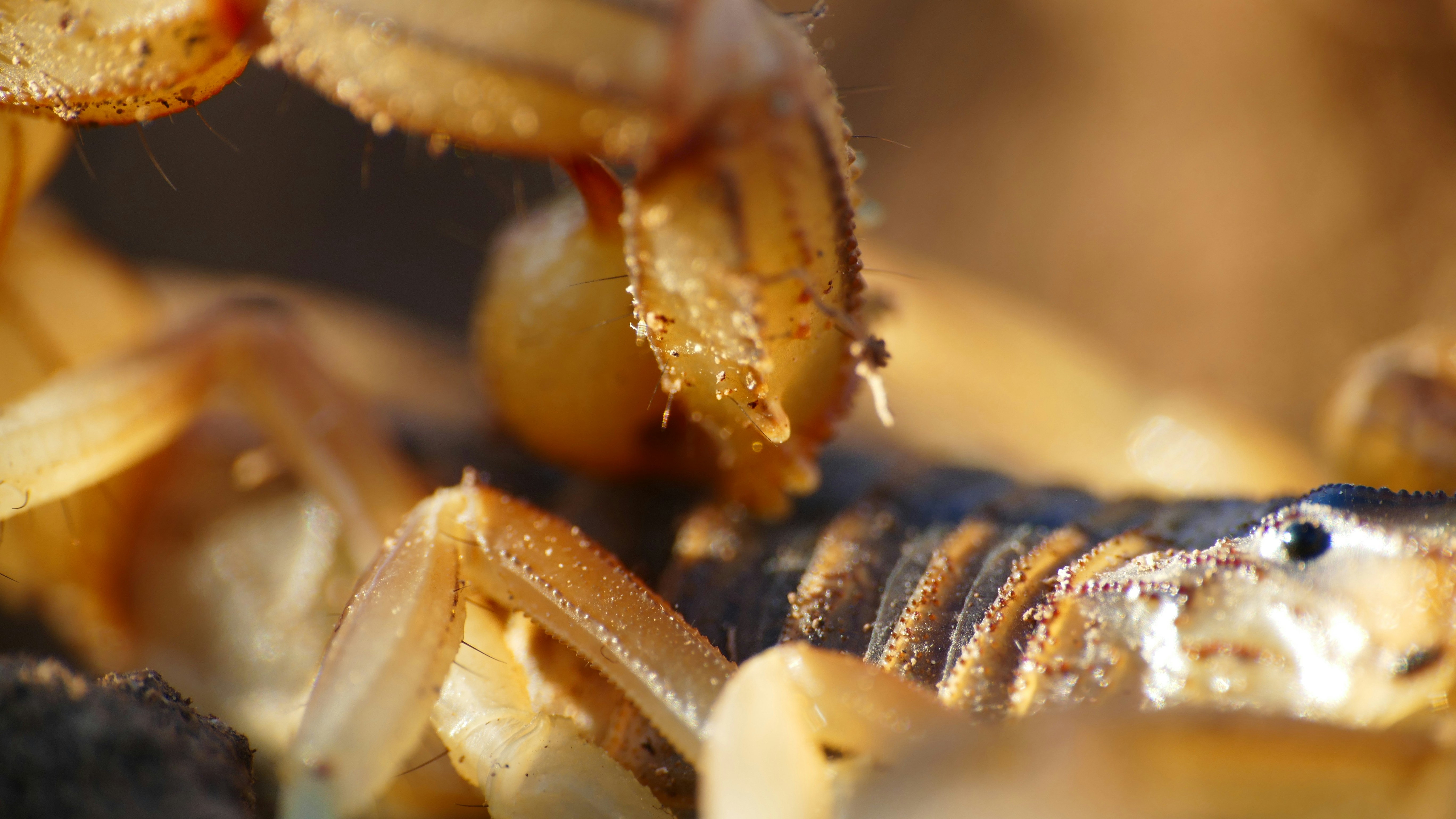Close-up of a Scuttling Insect Segment in a Dew-Kissed Habitat