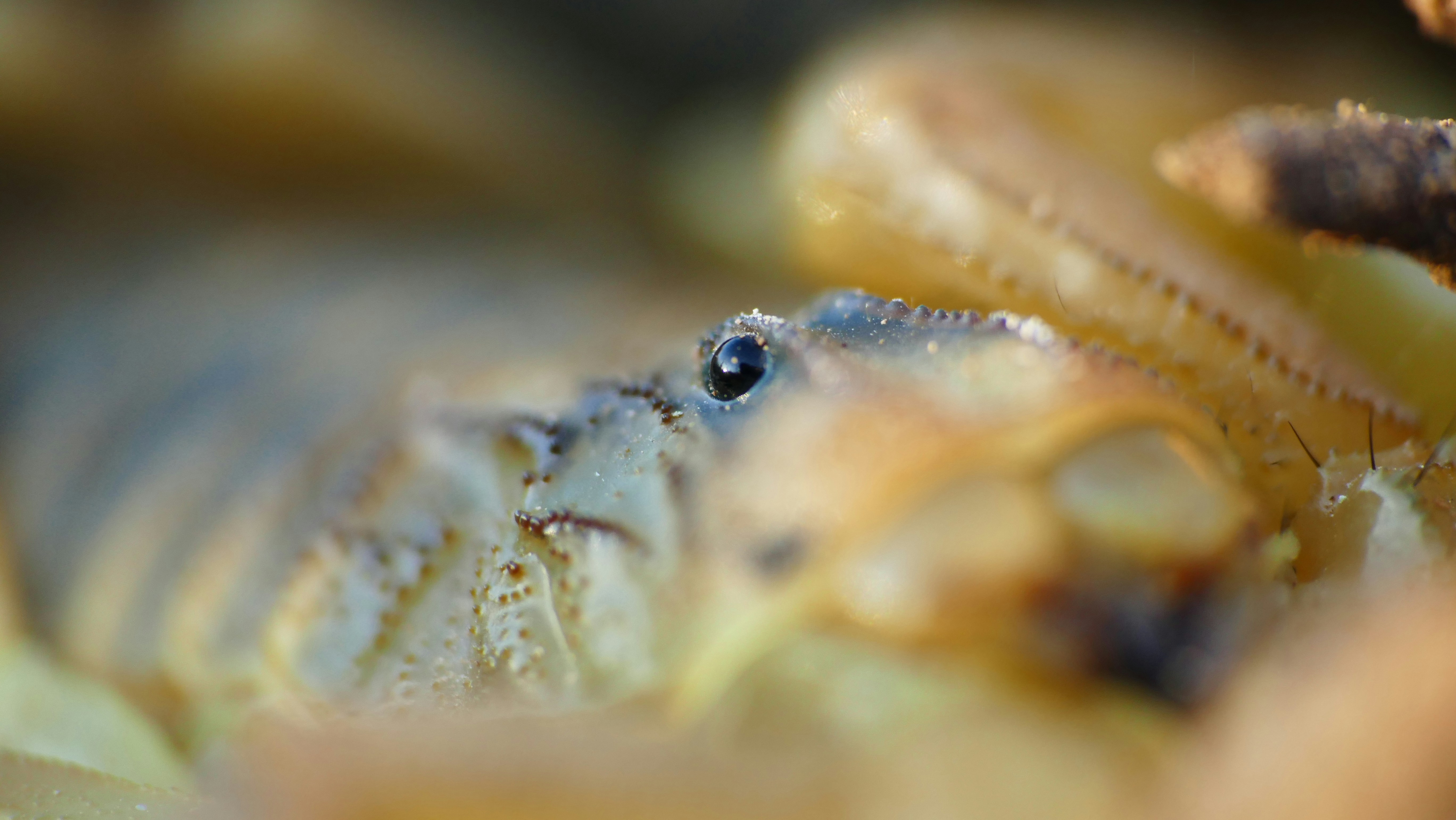 Hidden Grin: Macro Gaze of a Coral Reformed Creature