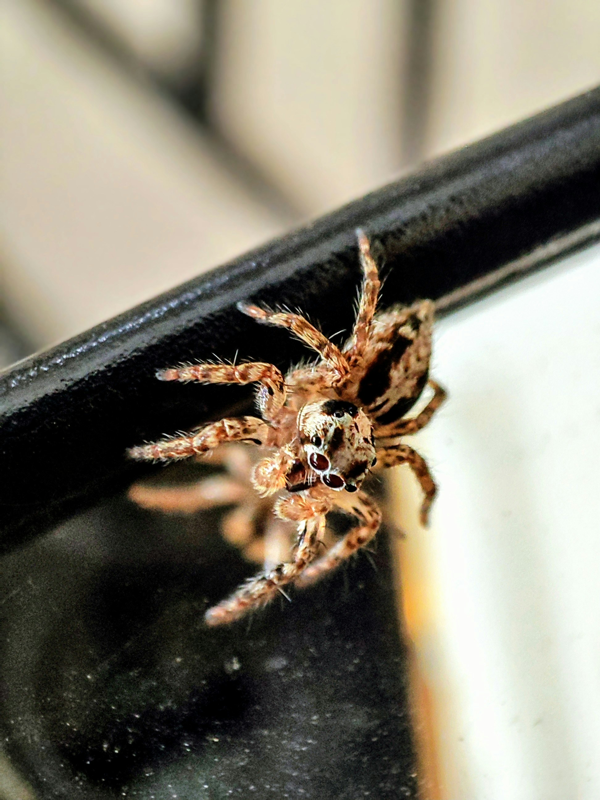 Extreme close-up macro shot of a small jumping spider (Salticidae) on a dark, reflective surface. The focus is sharp on the spider's large, dark eyes and fuzzy pedipalps. The spider exhibits intricate brown and tan patterns on its cephalothorax and legs against a soft, neutral background.