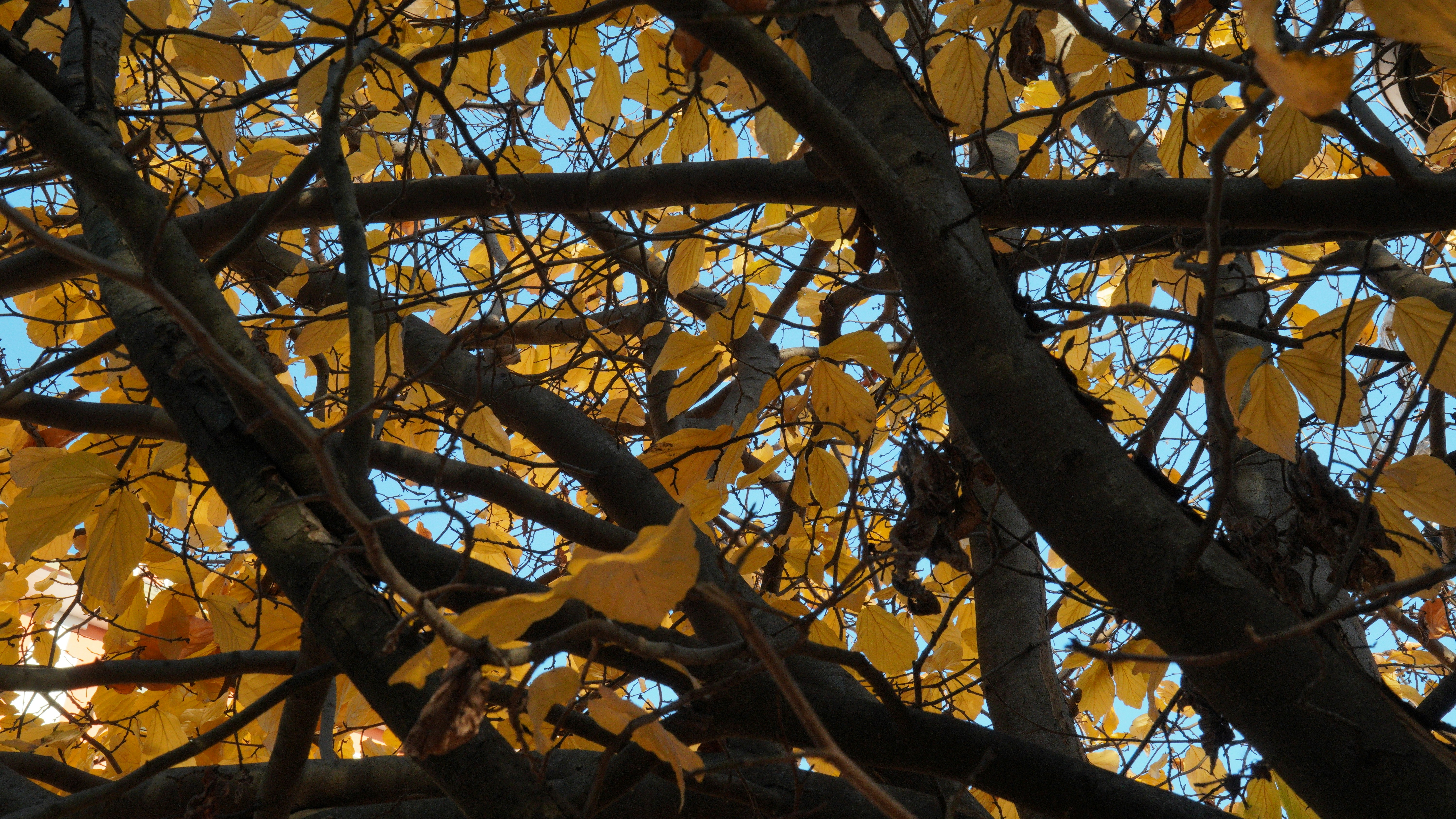 Golden Canopy: Autumn Leaves Weaving Through Shadowed Branches