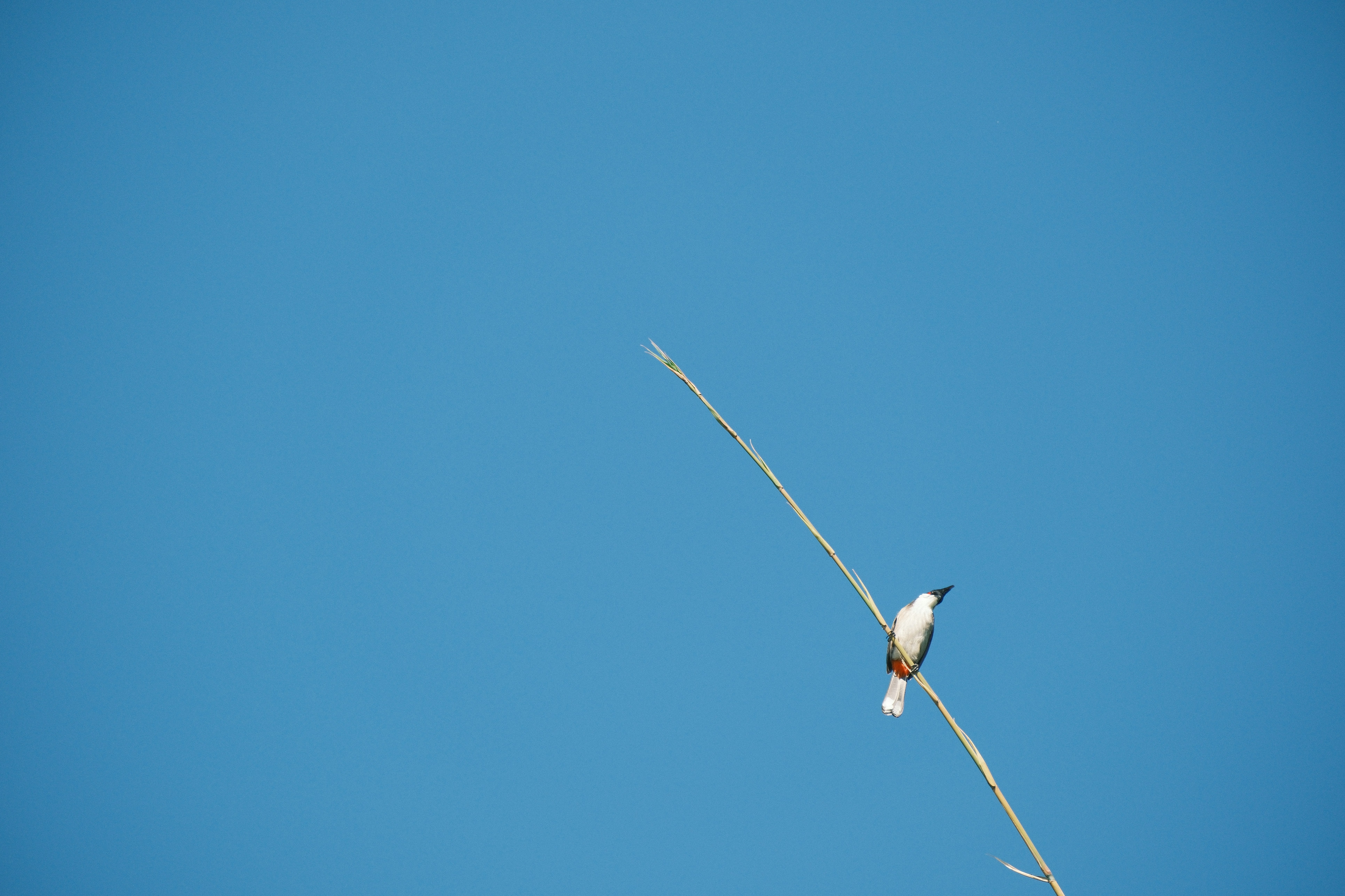 A bird perched on a thin branch against blue sky photo – Free Bird ...