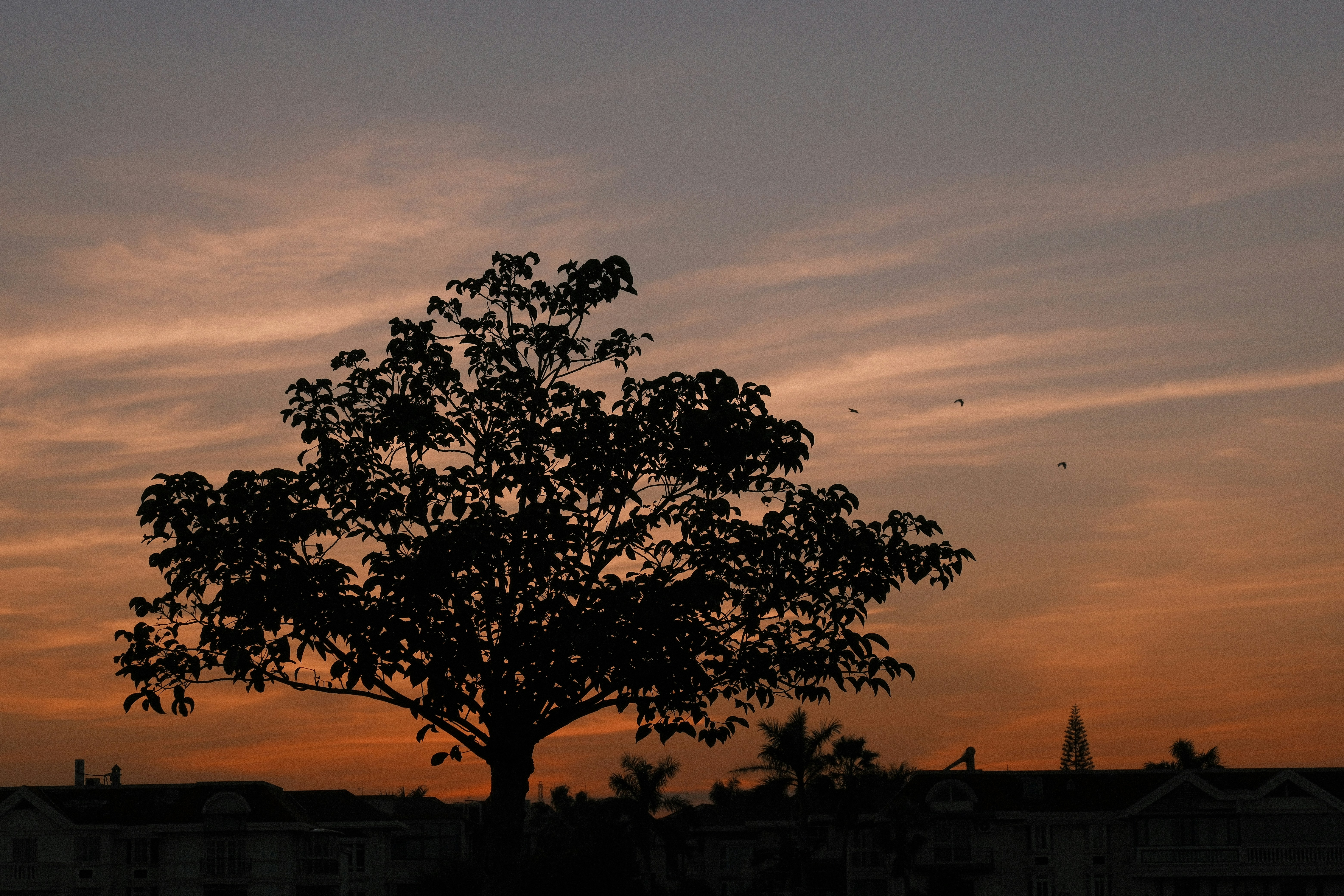 Silhouette of a Lone Tree at Dusk Over a Quiet Neighborhood