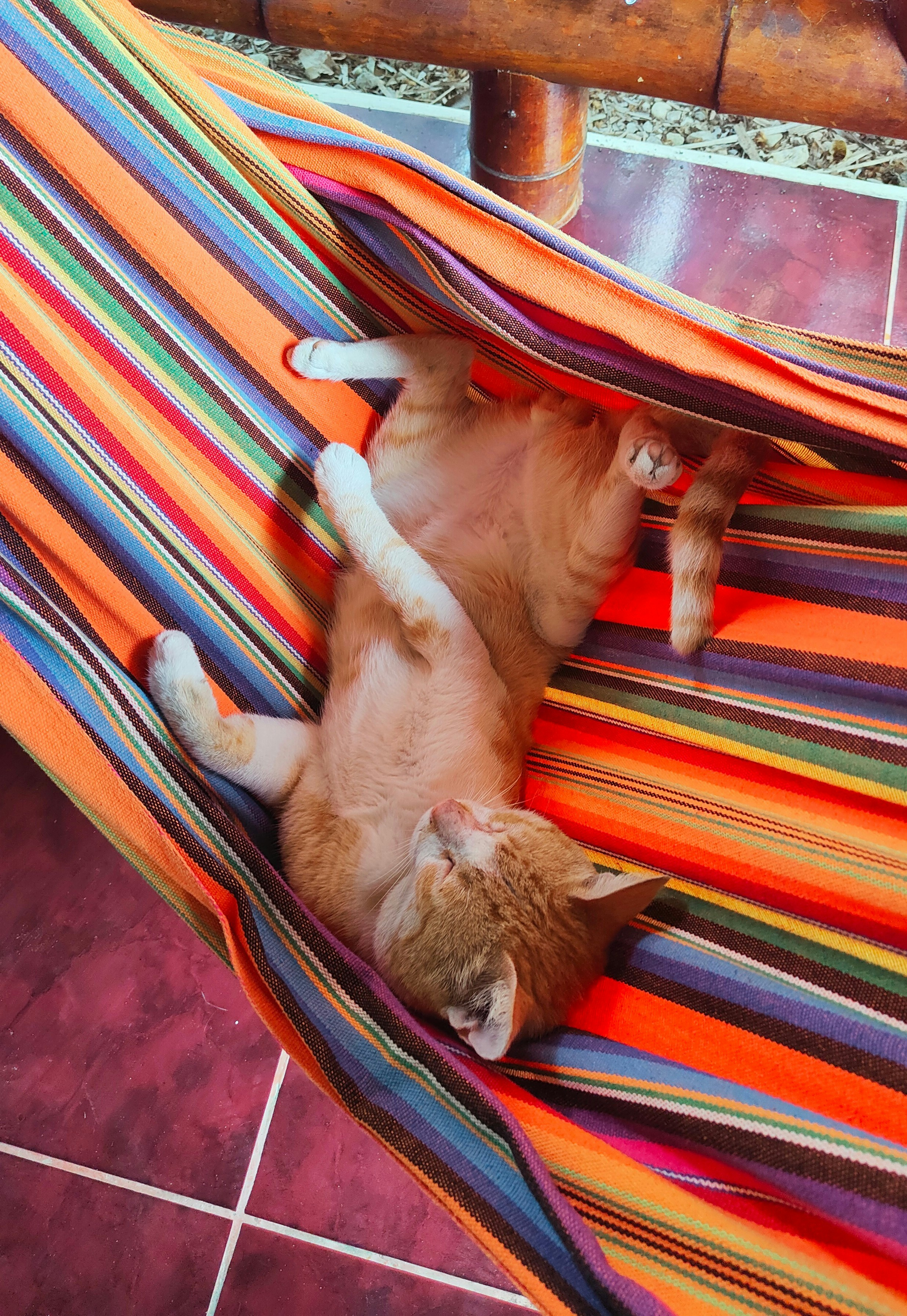 Orange cat sleeping in a colorful striped hammock.