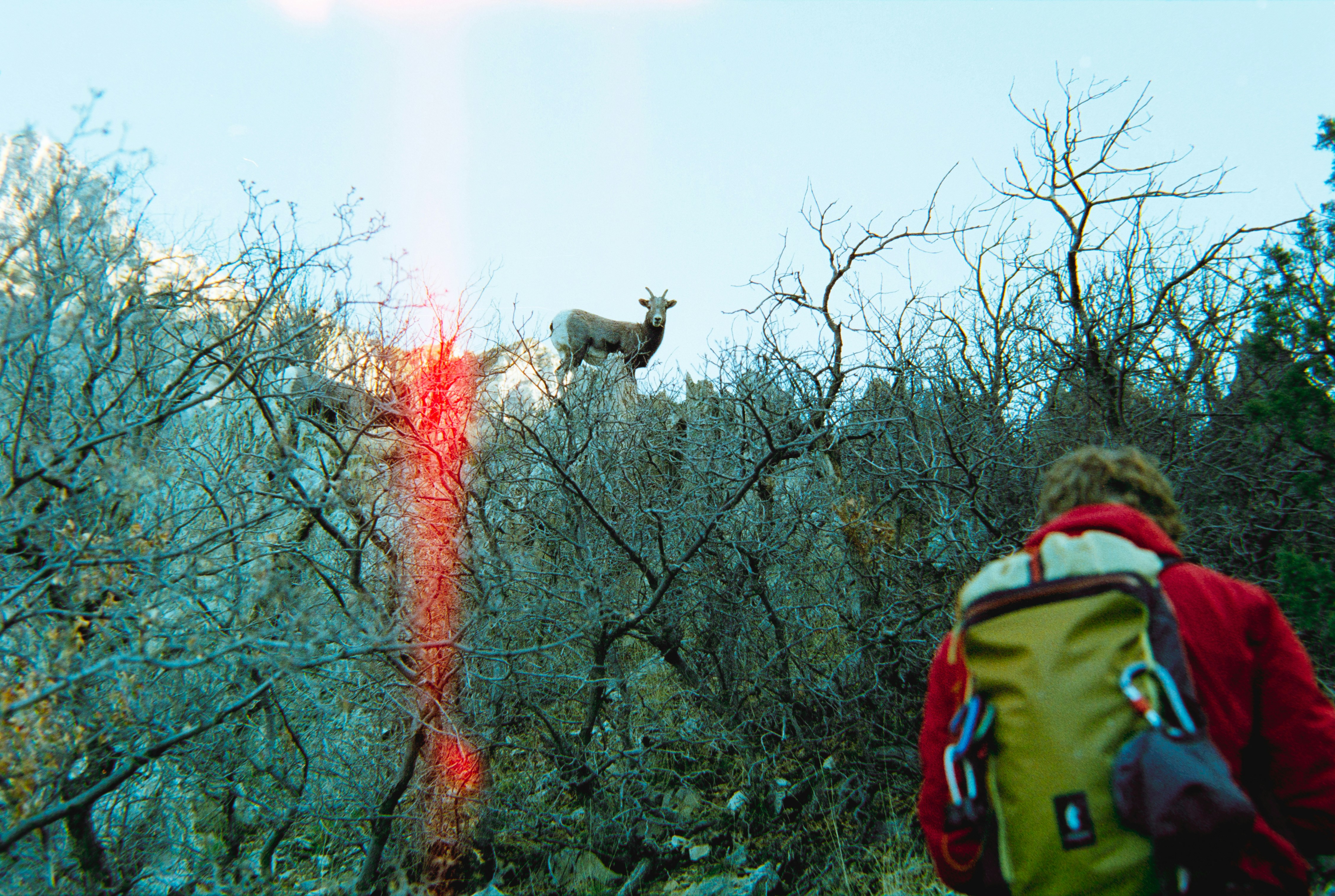 Encounter on the Ridge: A Hiker Returns from the Orchard Trail