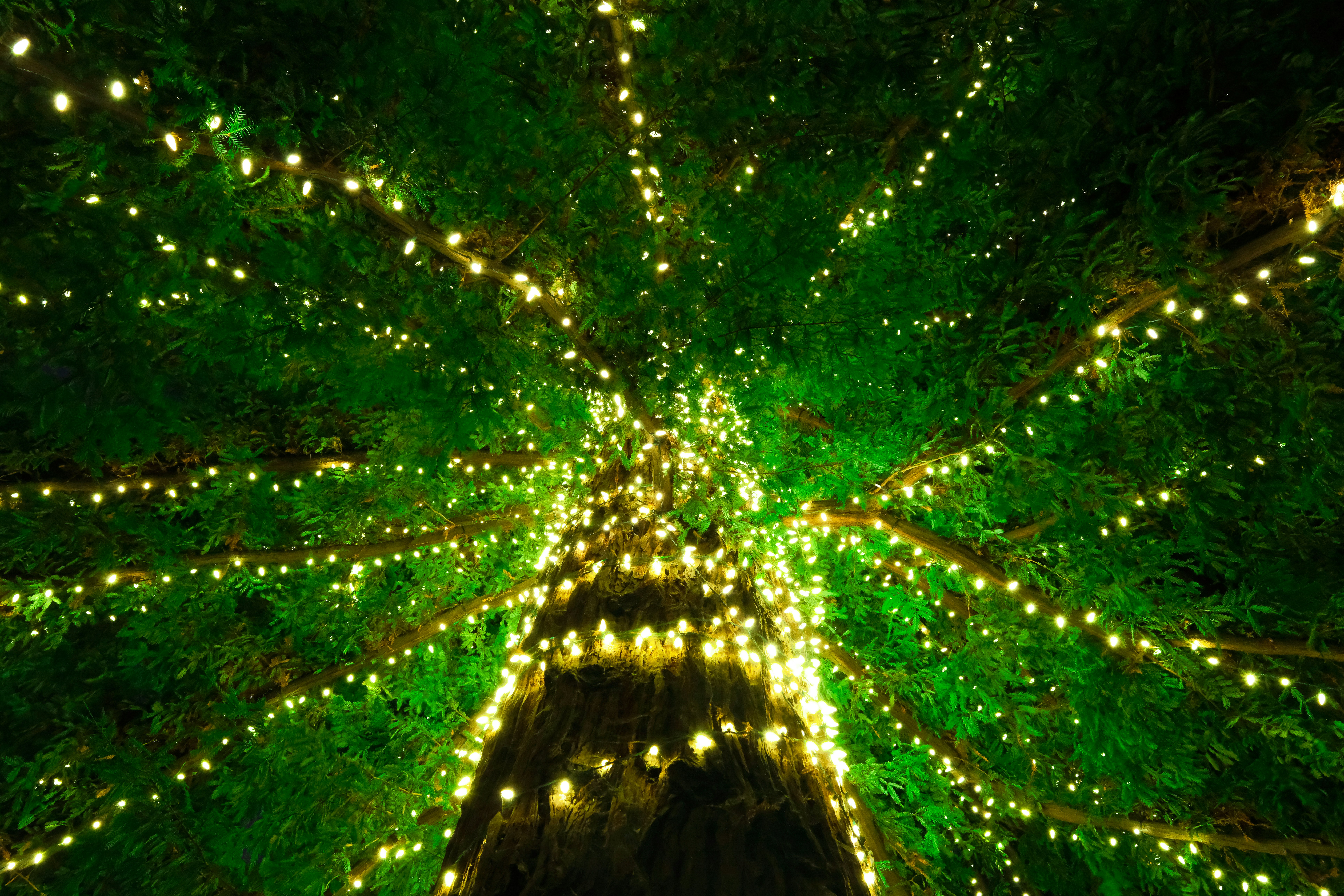 Towering Lights: A Tree Reaches Skyward Beneath a Sky of Tiny Orbs