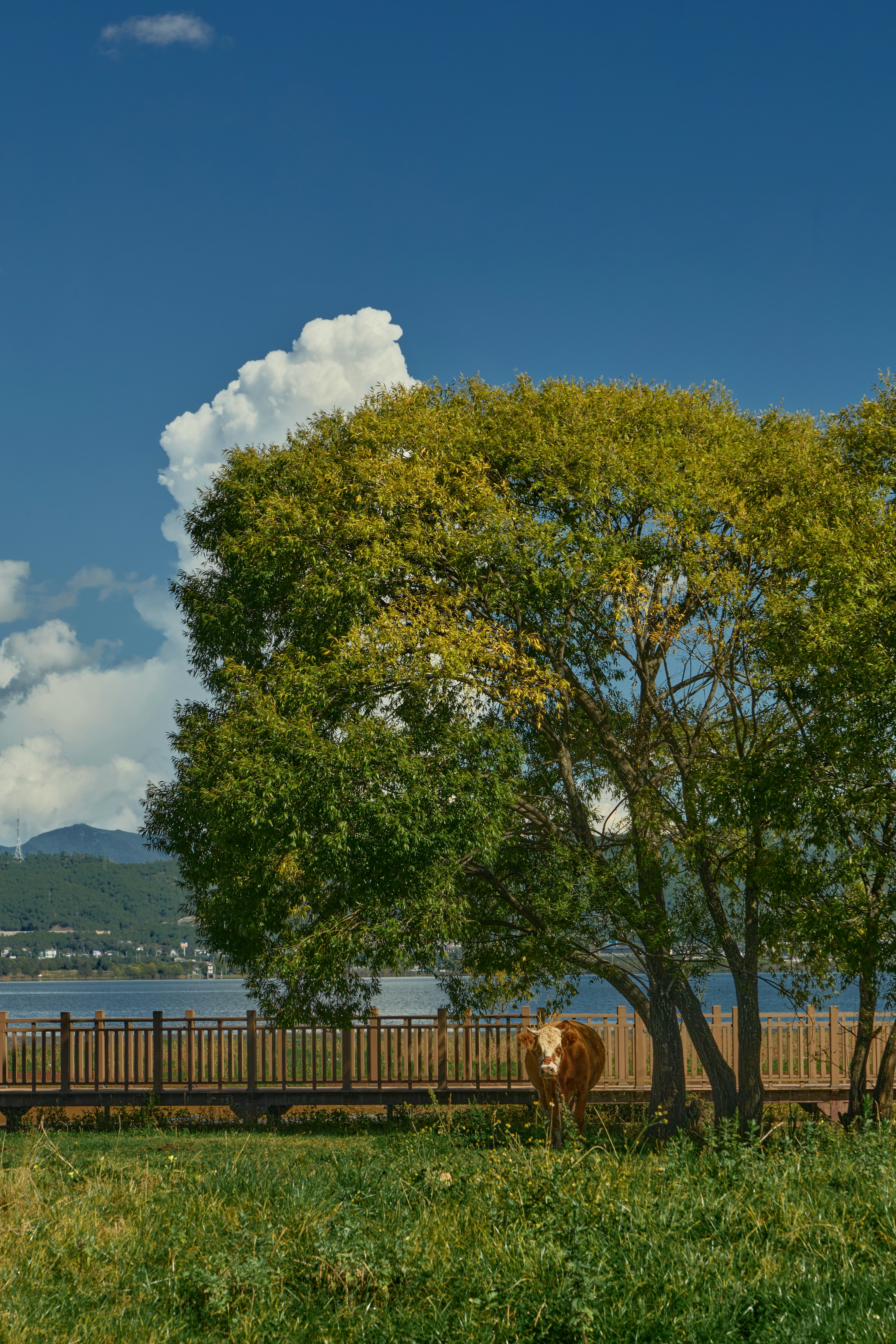 Oak Tree Overlooking the Lake: A Quiet Riverside Moment