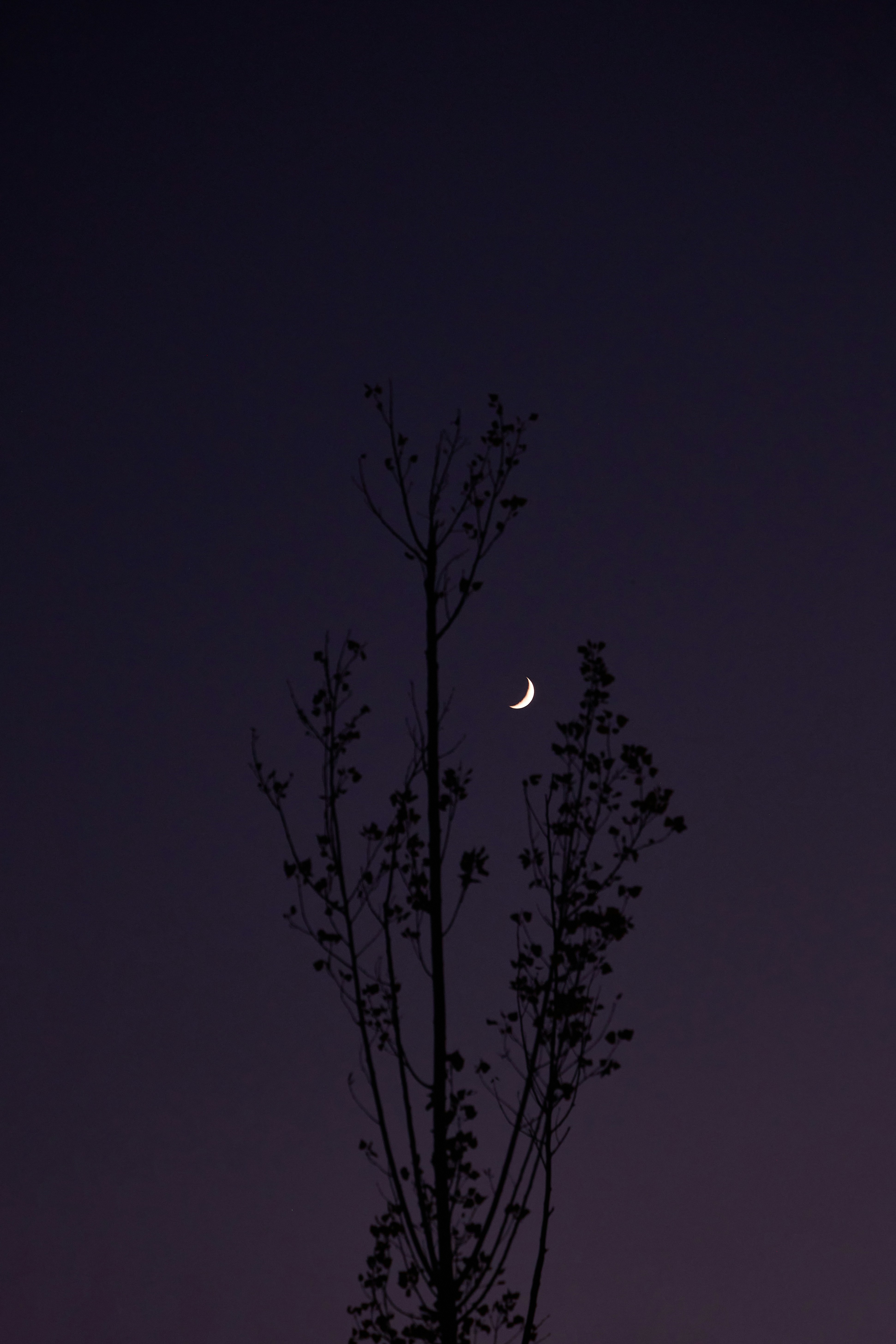 Slim Crescent Over Quiet Dusk: Night Sky through Leafless Trees