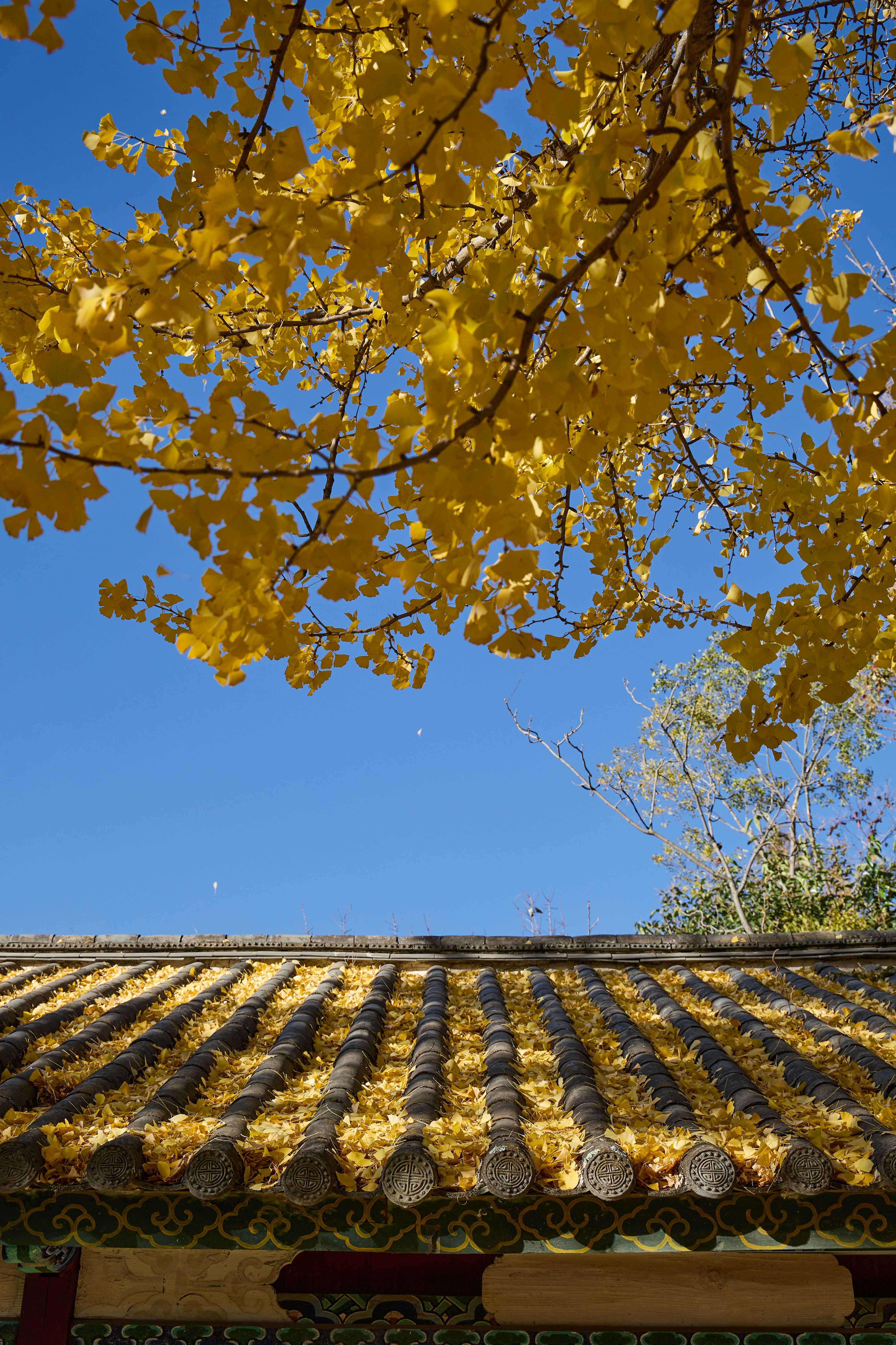 Golden Canopy Over Ancient Tiles