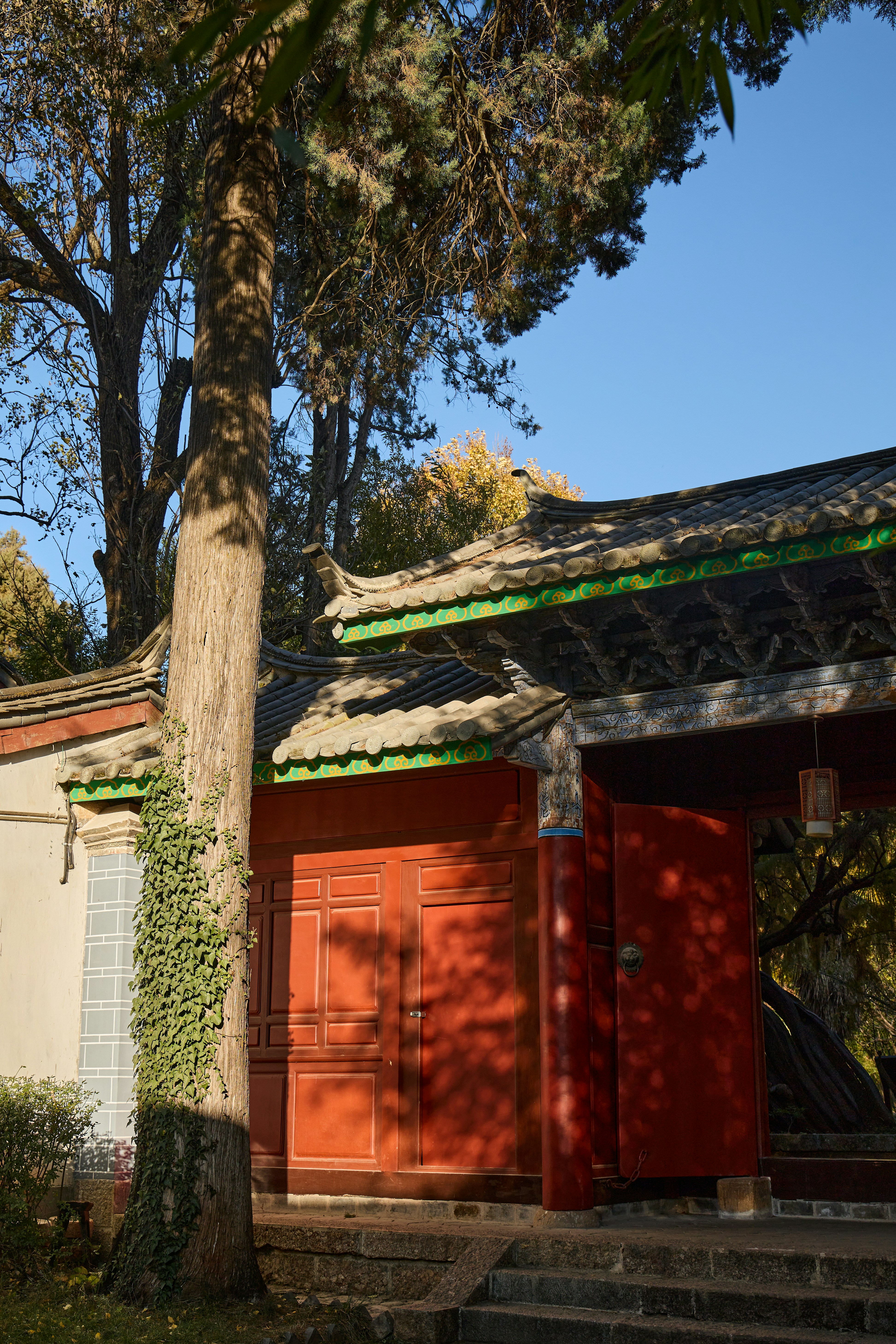 Red Gate Beneath the Old Tree