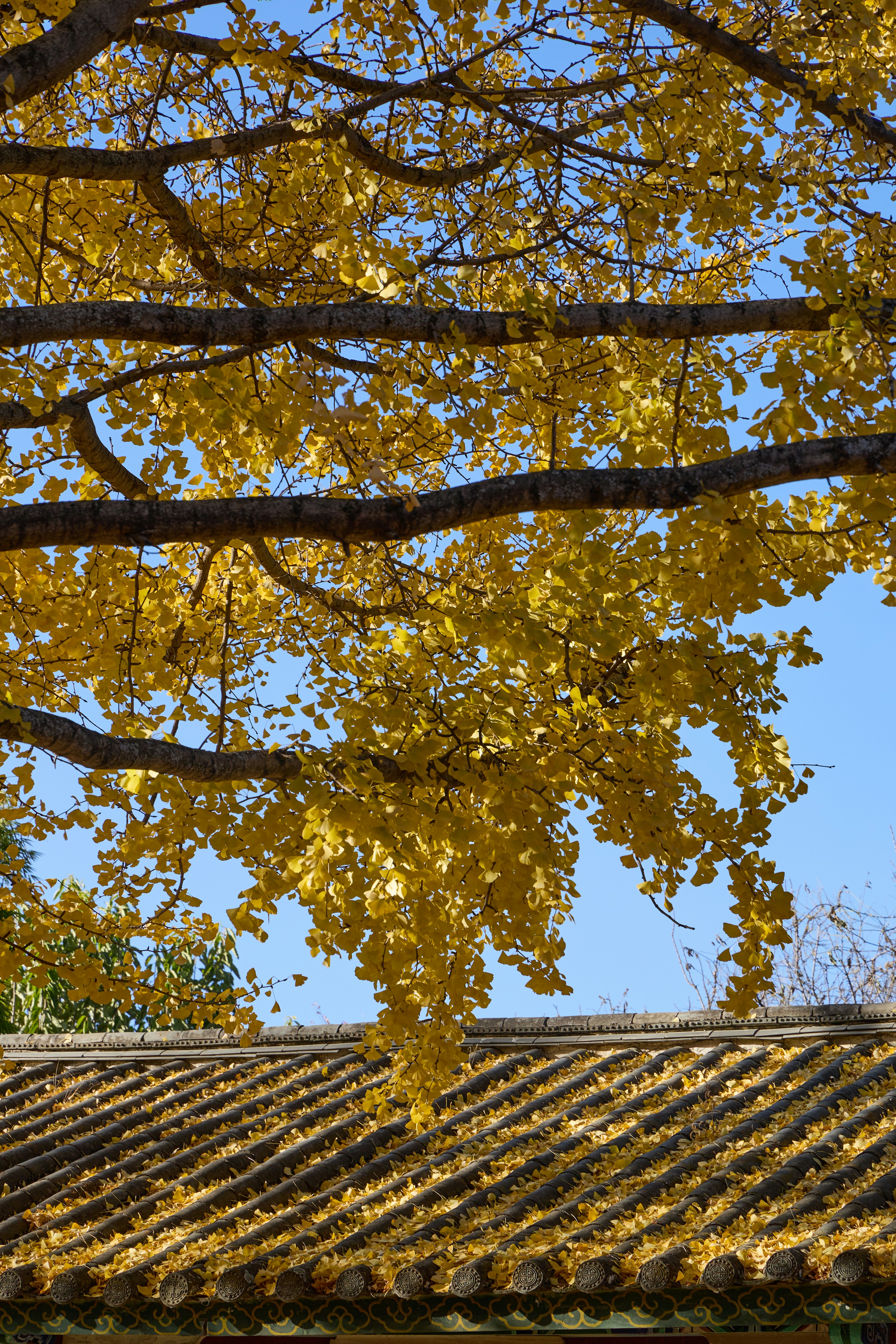 Photo by 张 嘴 with Canon EOS R6 Mark II