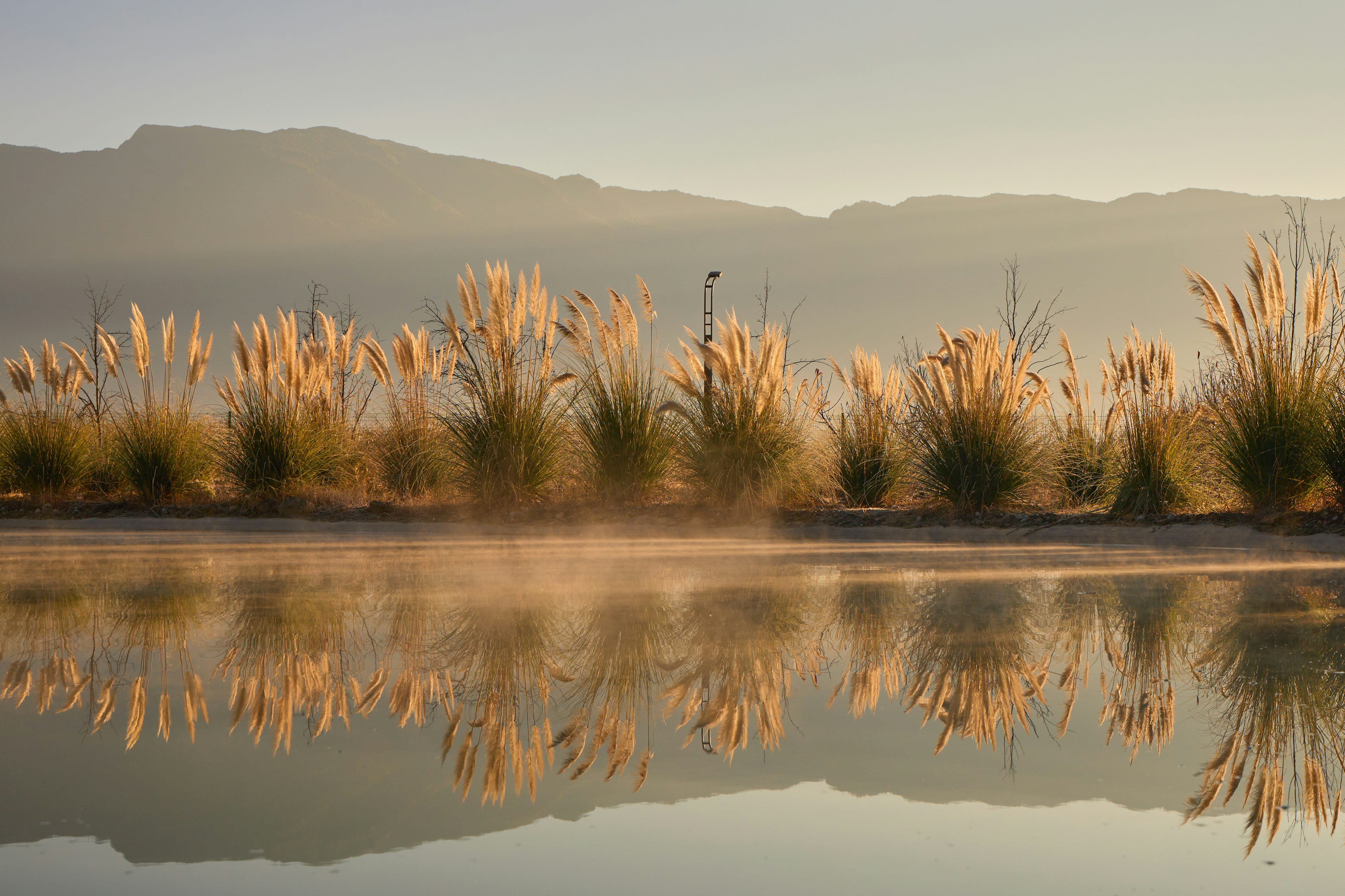 Tall grass reflects in misty water at dawn. photo – Free Grass Image on ...