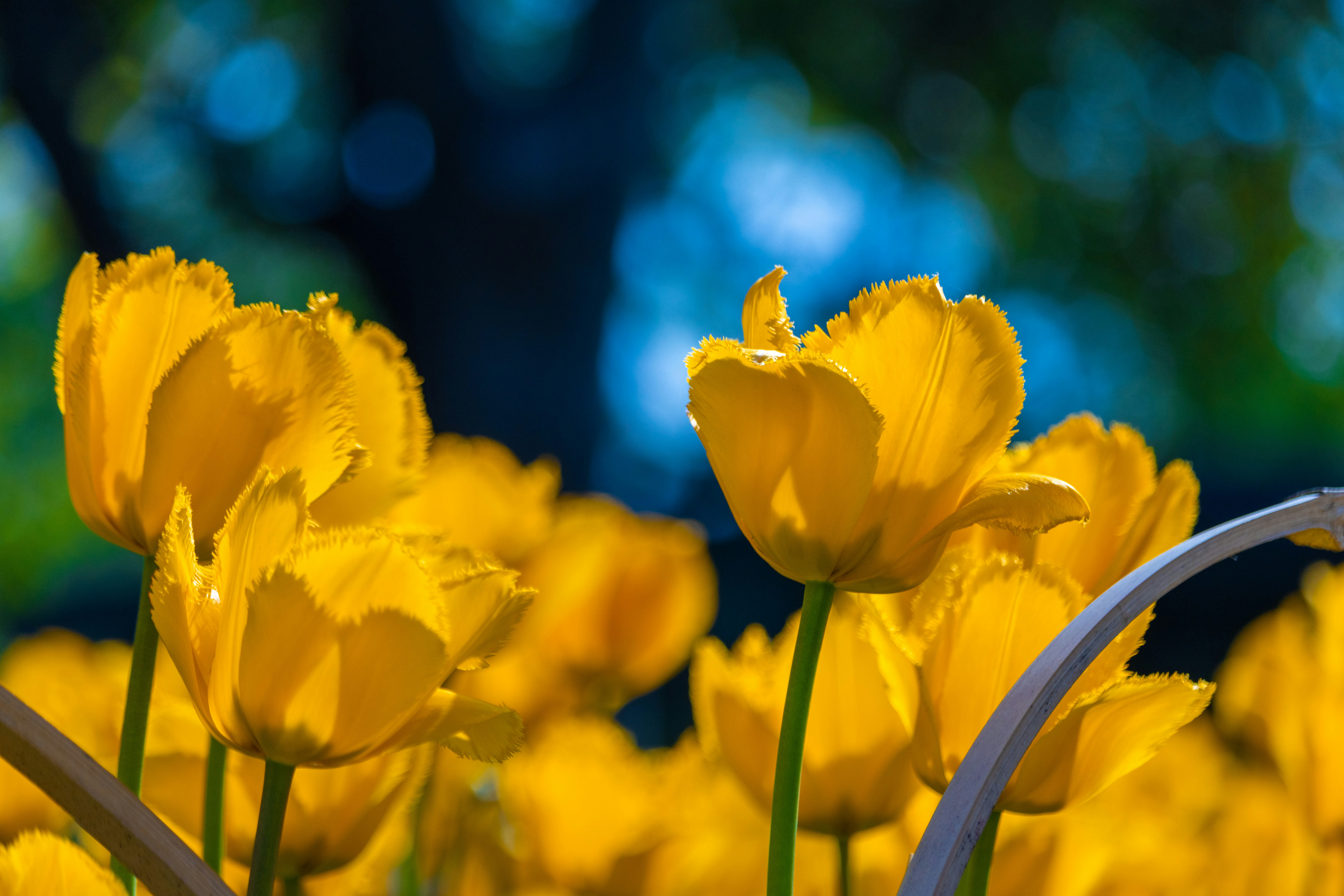 Sunlit Tulips: a closer look at yellow blooms against a shaded backdrop
