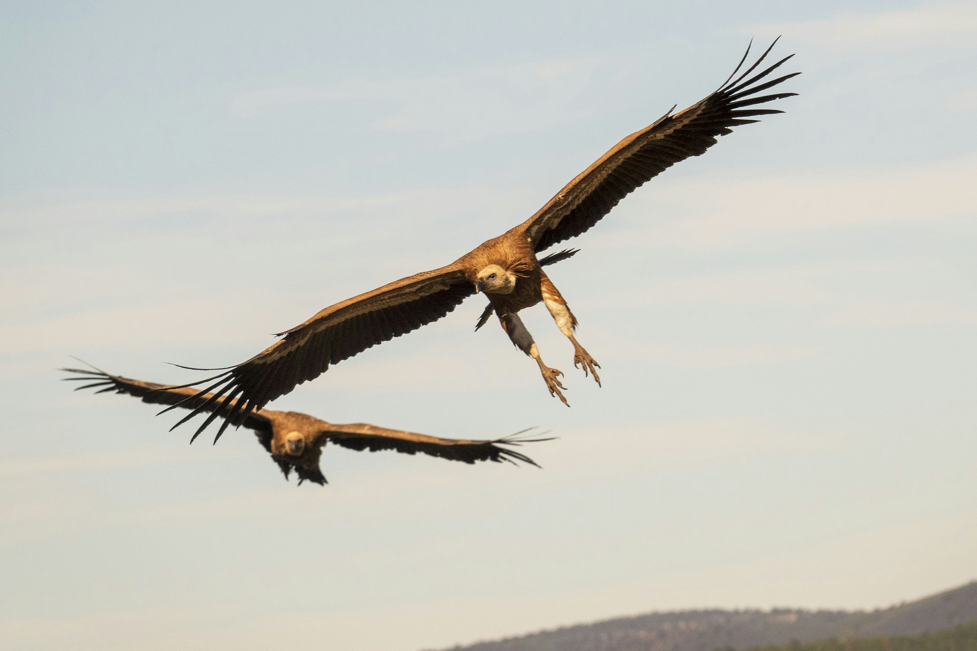 Soaring Duo: Eagles with Wings Aligned Against a Pale Horizon