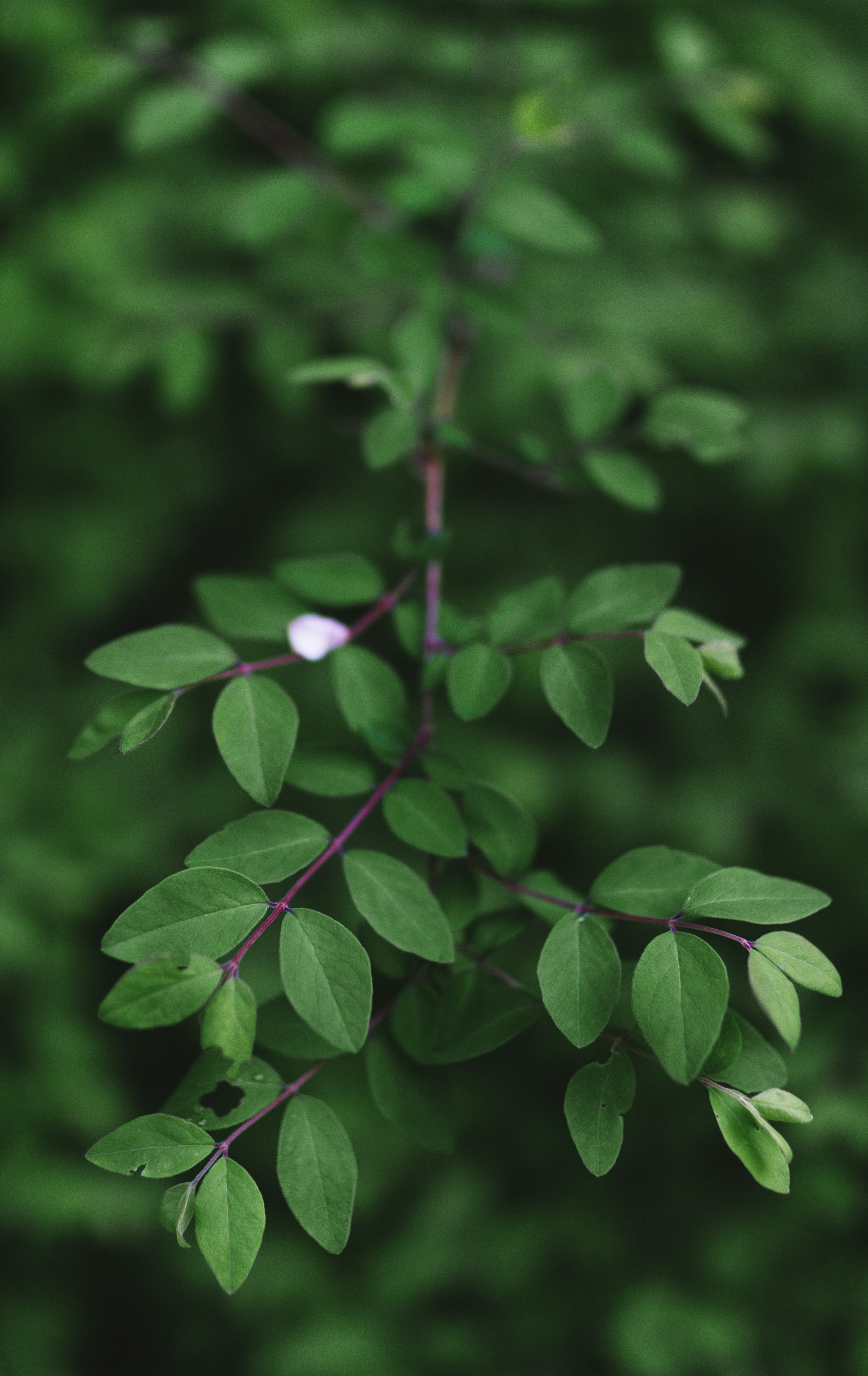Moody detail of snowberry (Symphoricarpos) twig.