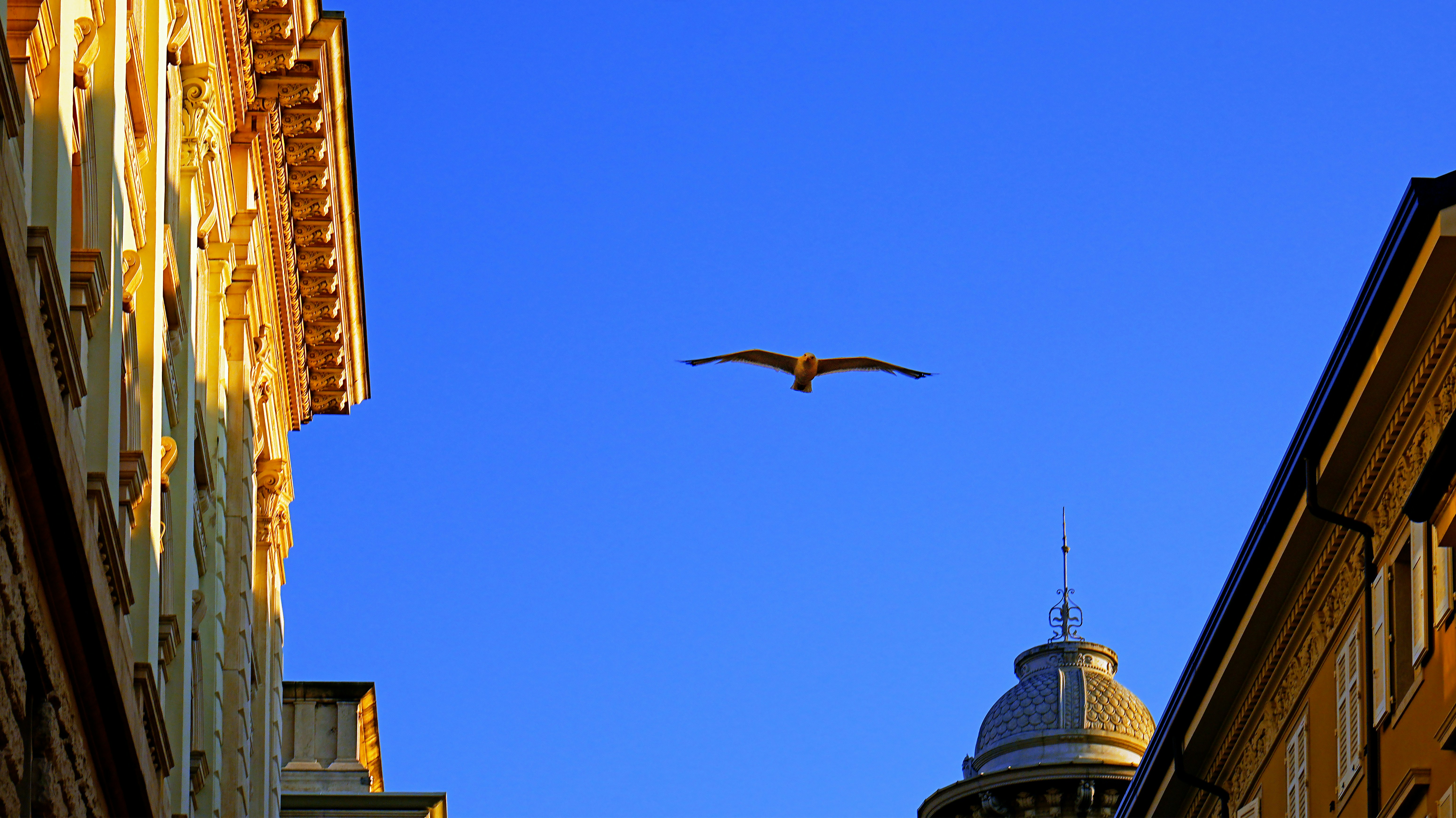 A lone gull over sunlit European façades