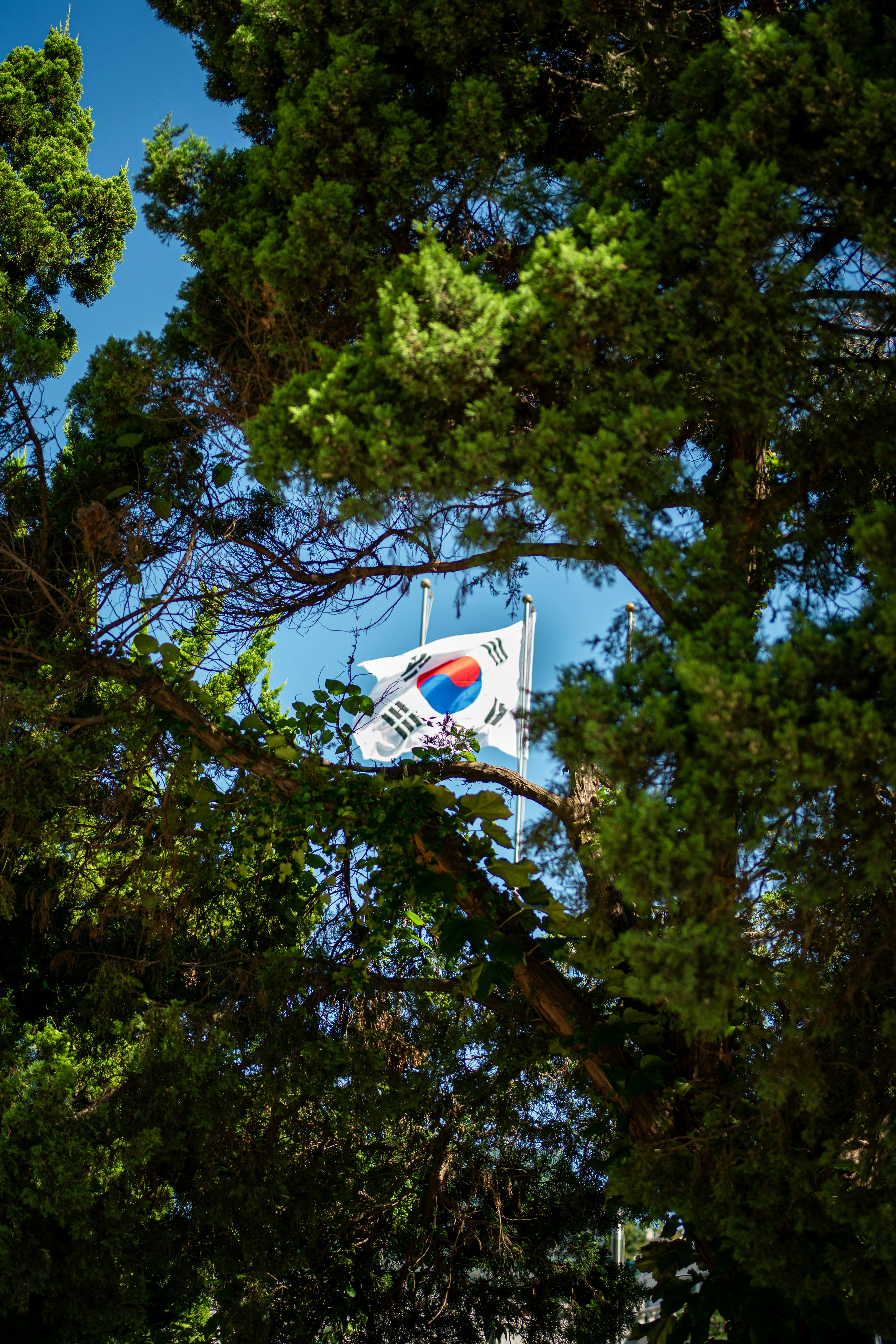 Flag Glistening Through Cedar Canopy