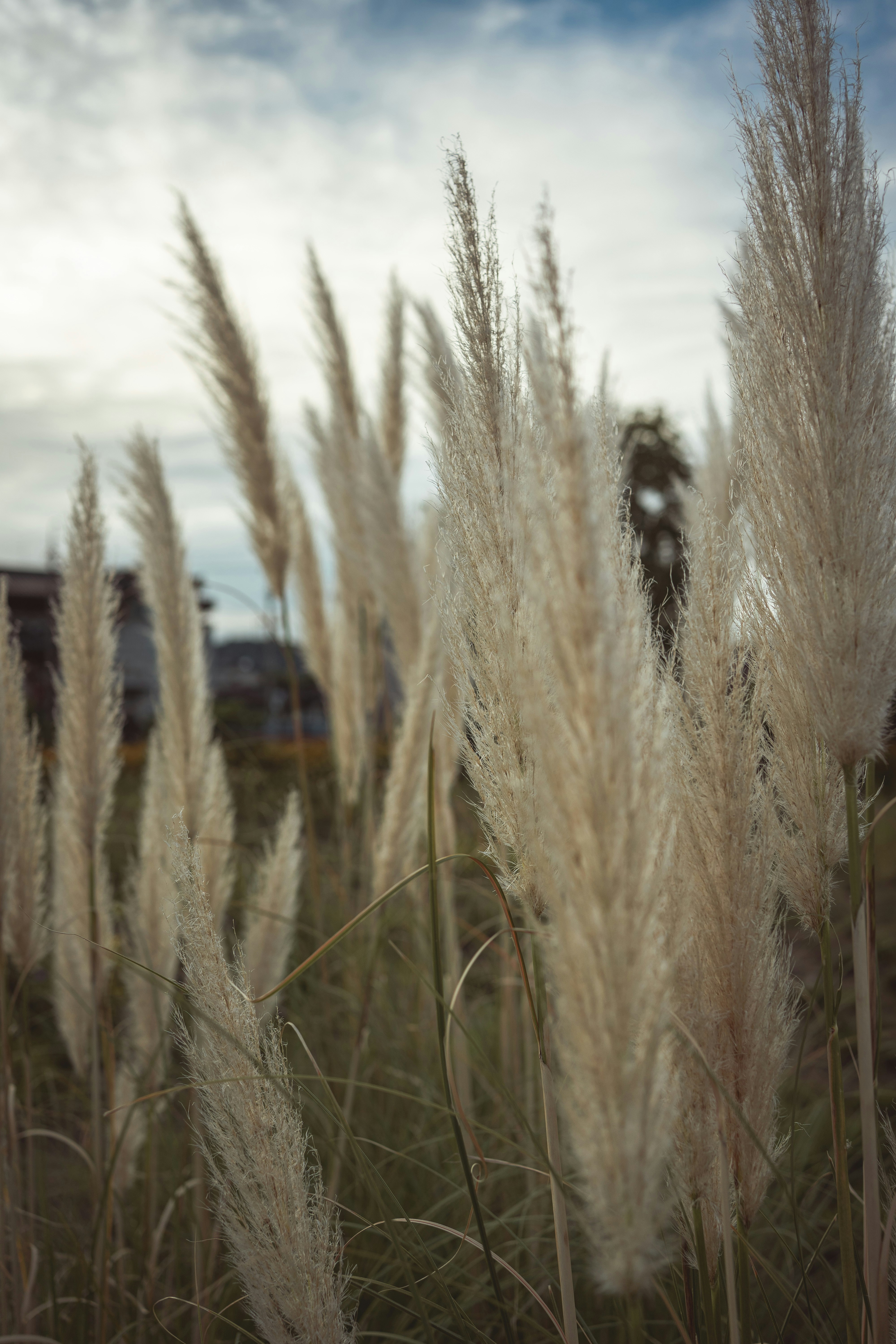 Backlit Dune Grass silhouettes against a moody sky