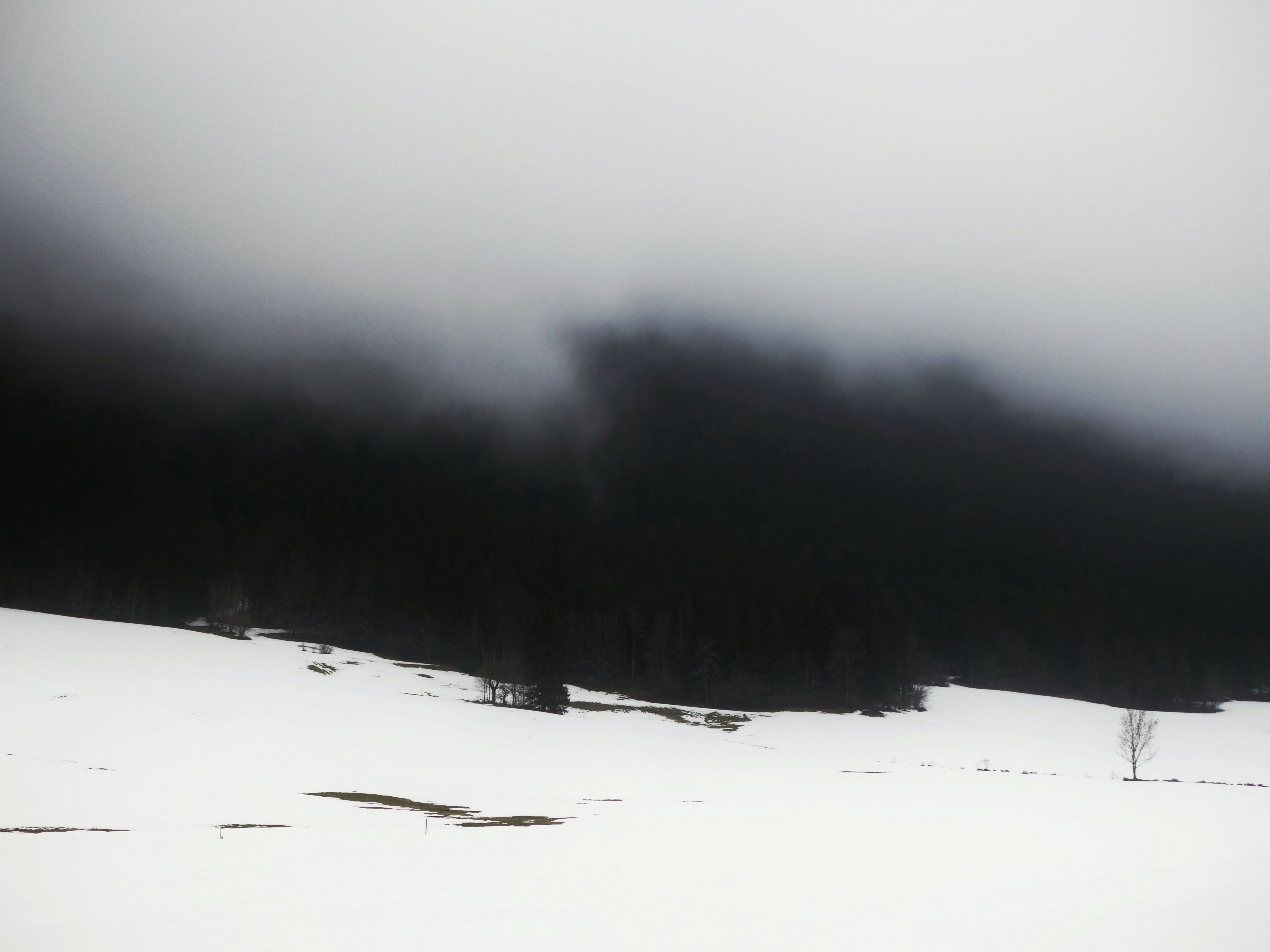 Fogbound Slope: Snowfield Meets Shadowed Pines