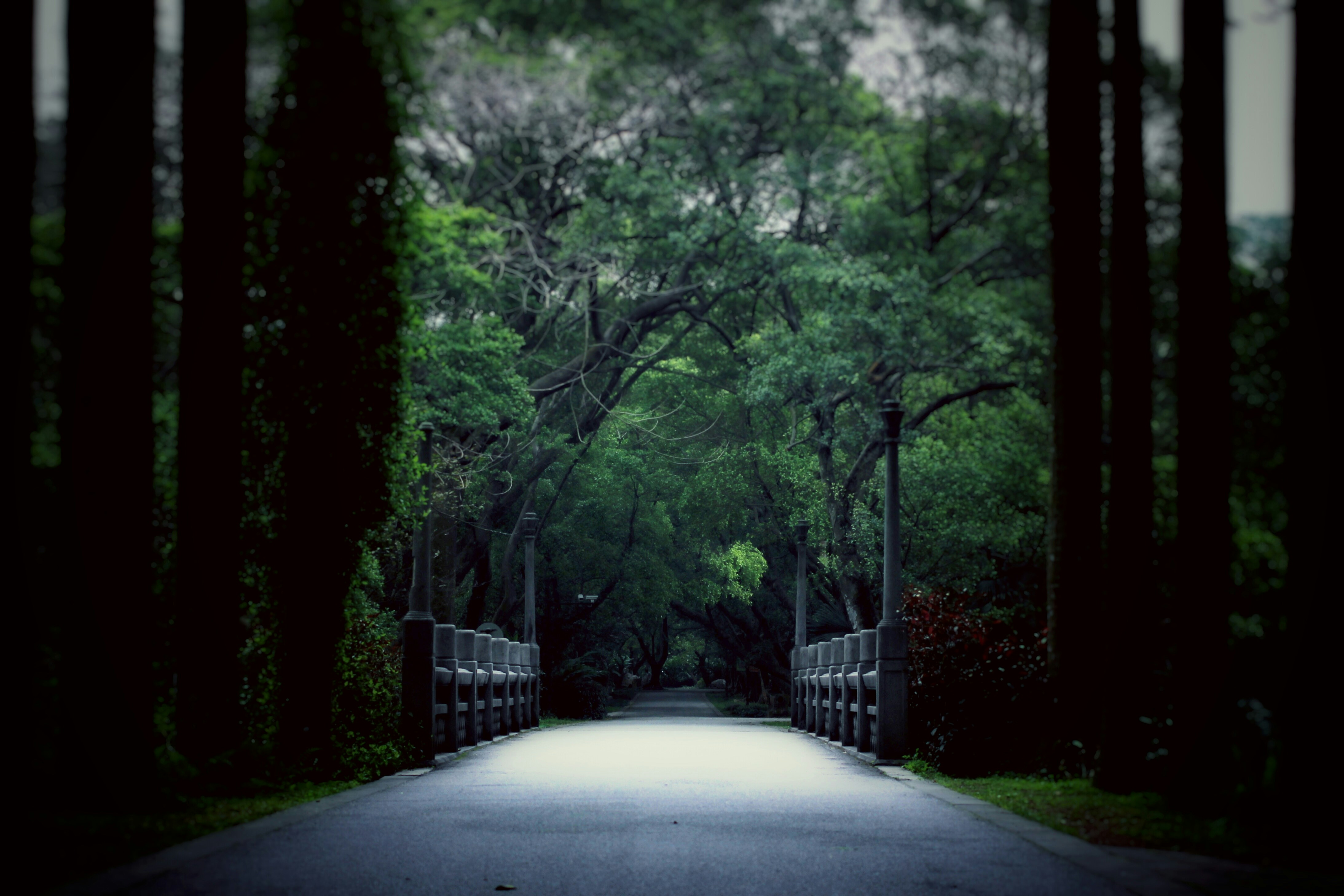 A dark, tree-lined path leading to a bridge. photo – Free Forest Image ...
