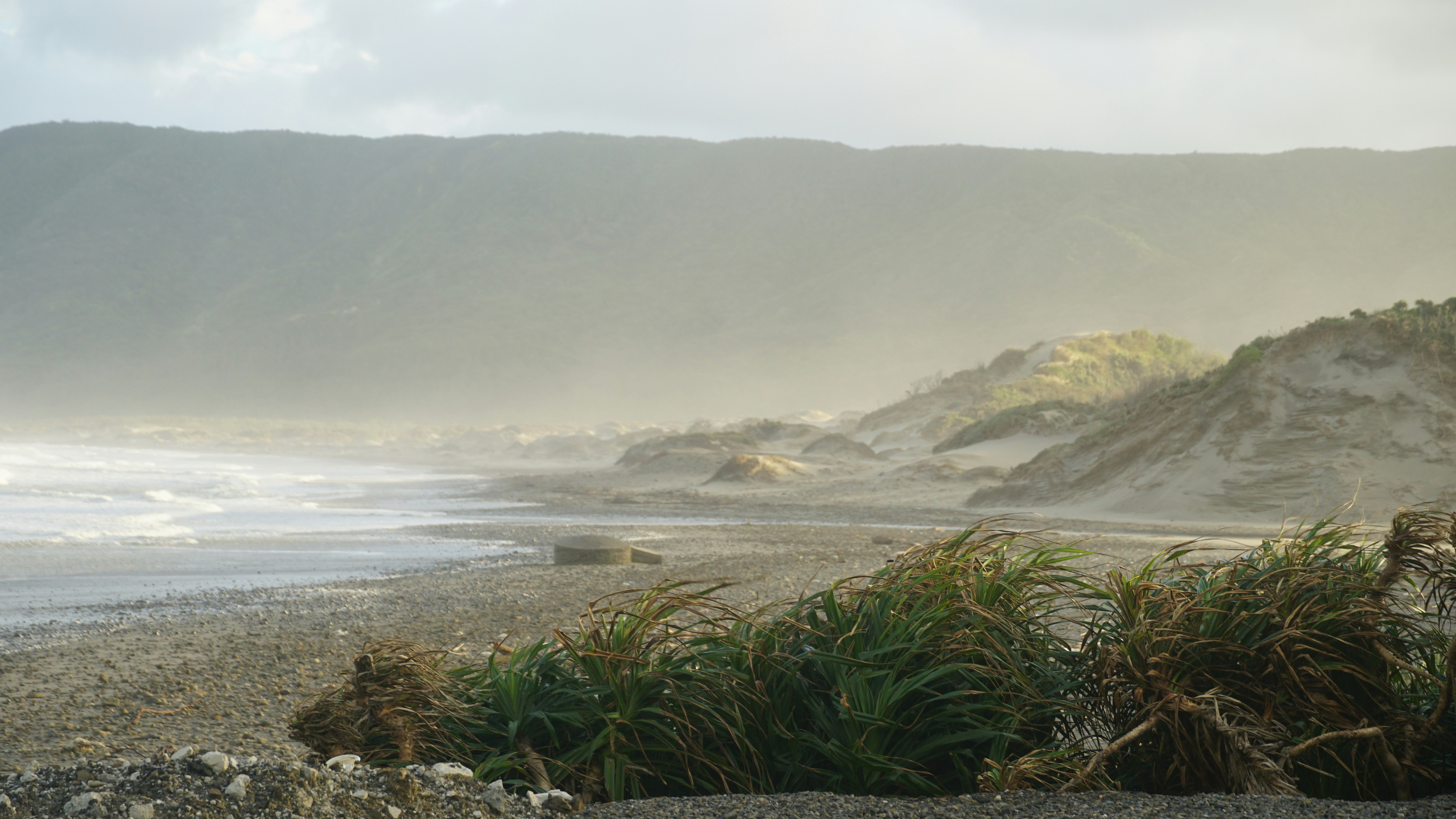 Windward Dunes: Coastal Plants meet Ocean Mist