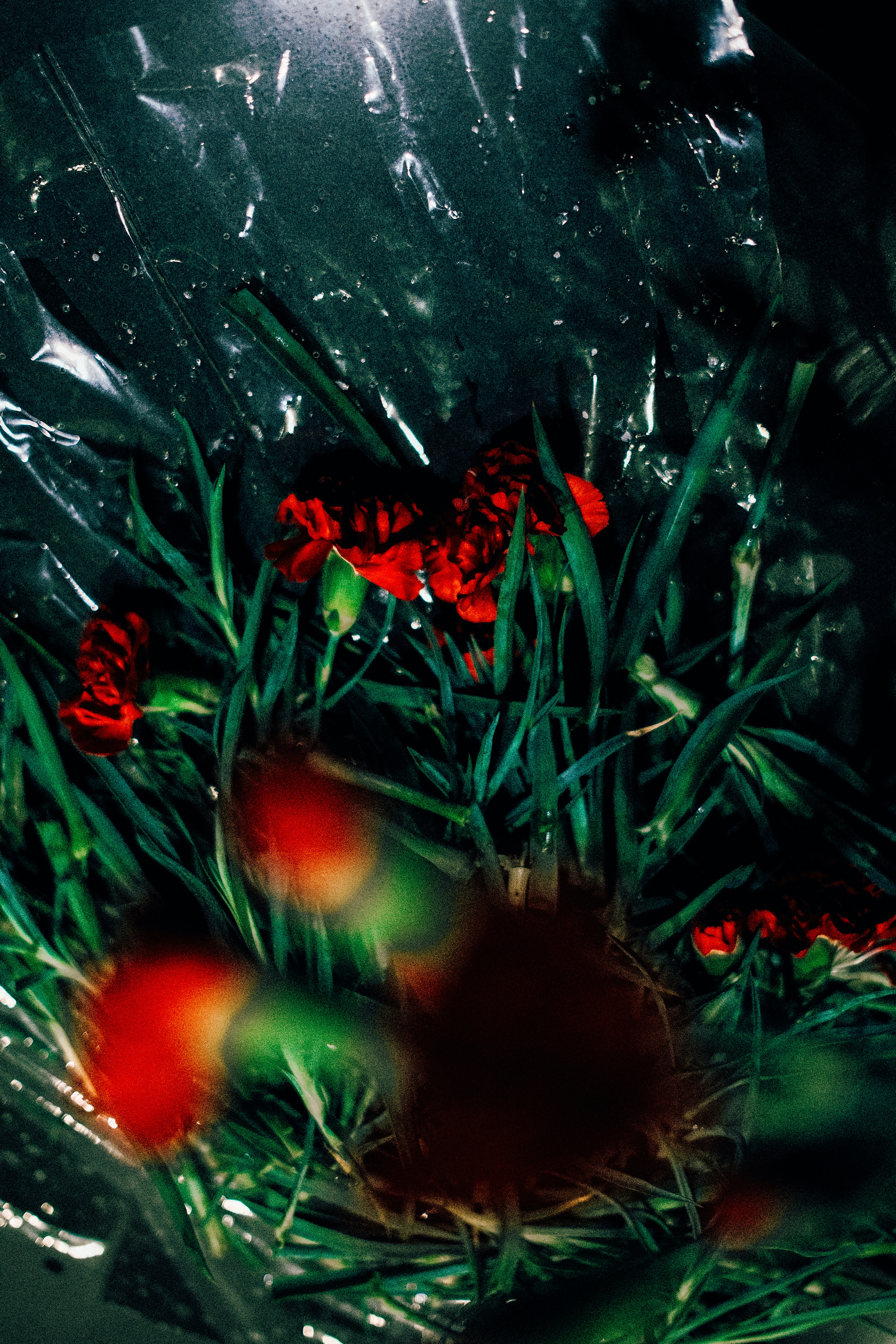 Red blooms Through Crinkled Plastic
