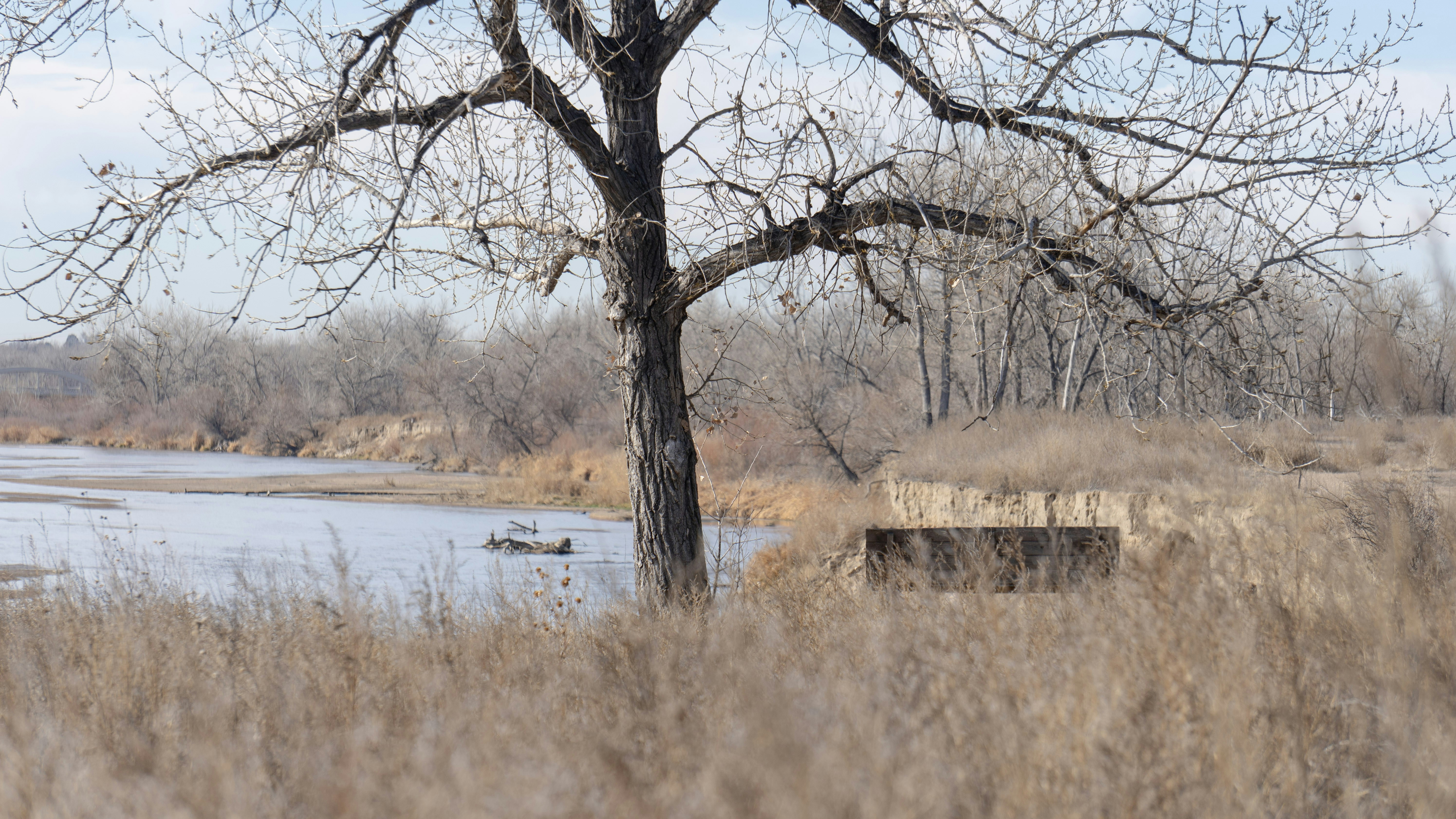 Winter Quiet by the Riverbank