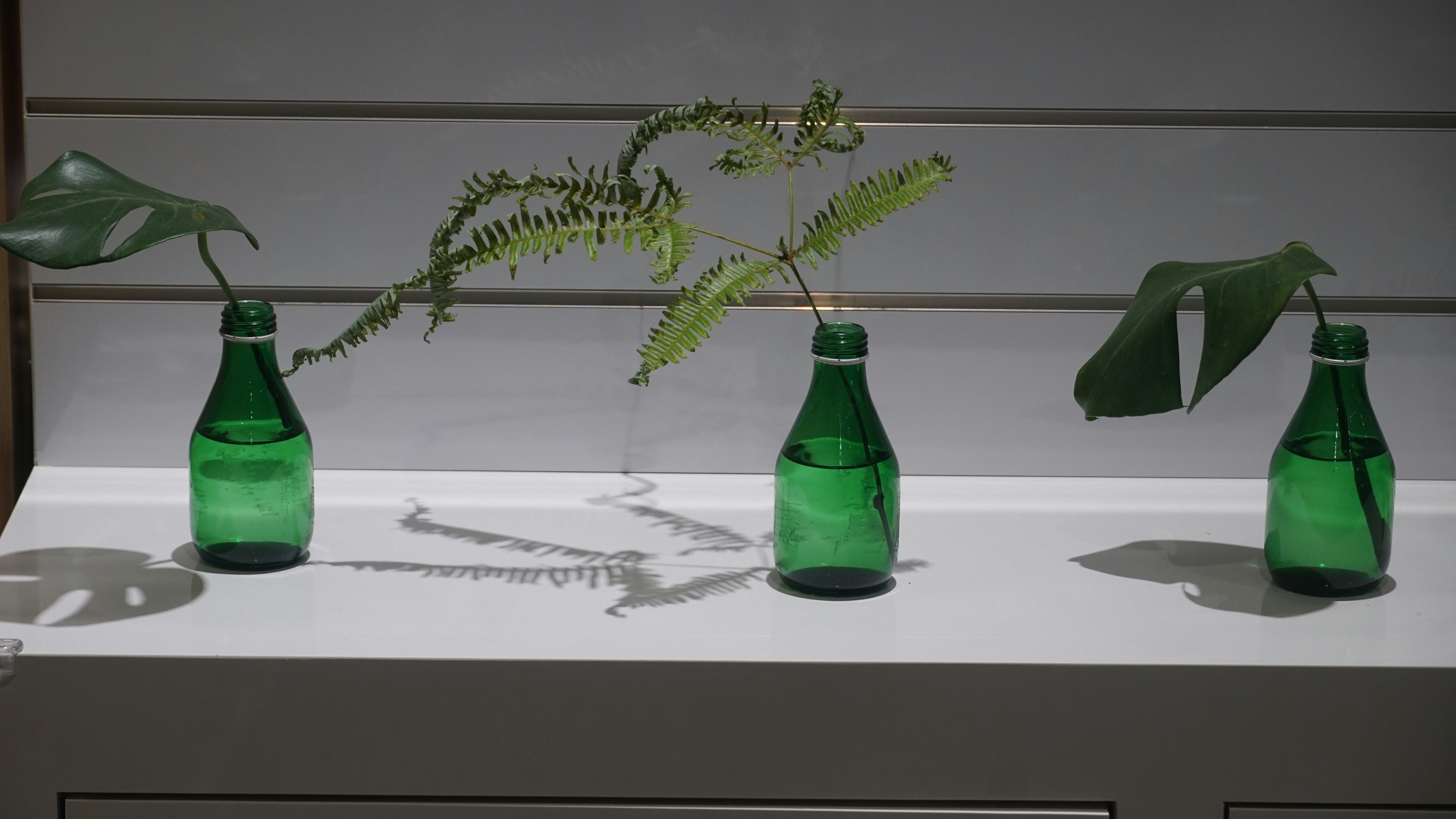Three Green Bottles and Ferns on a White Shelf