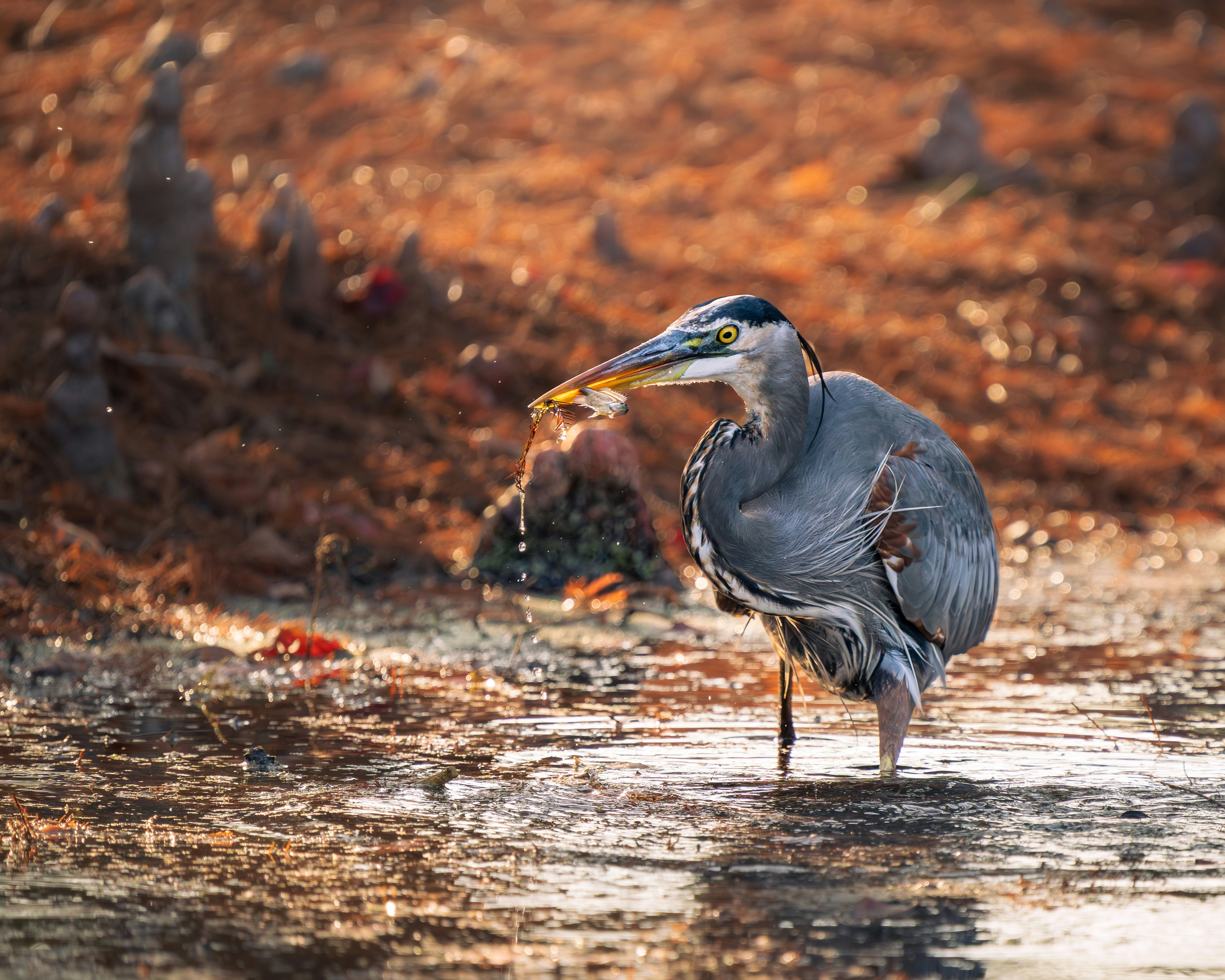 Heron’s Catch: Sighting of a Blue Heron in Shimmering Marsh Light