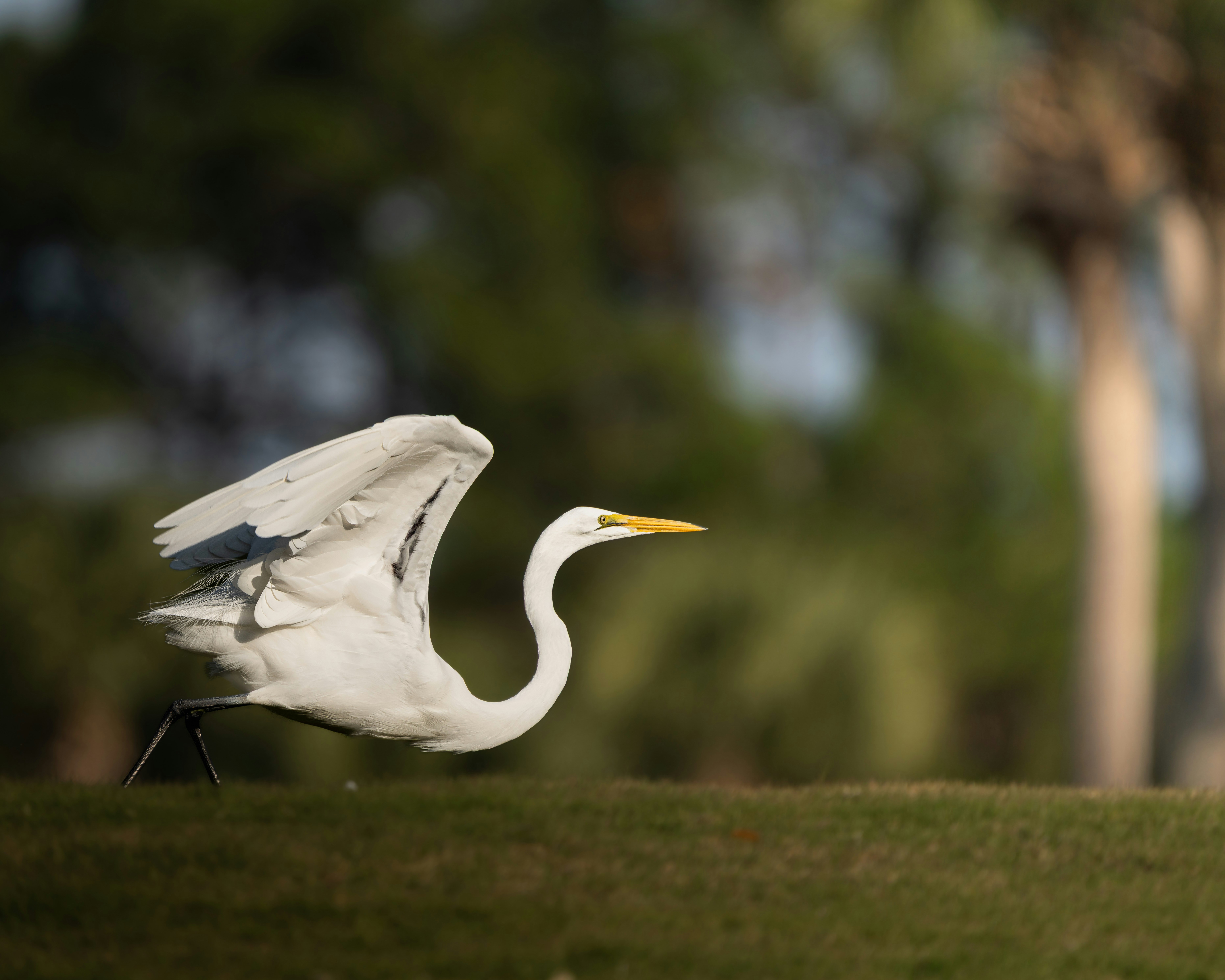 Wingbeat Pause: a egret poised for takeoff across a sunlit field