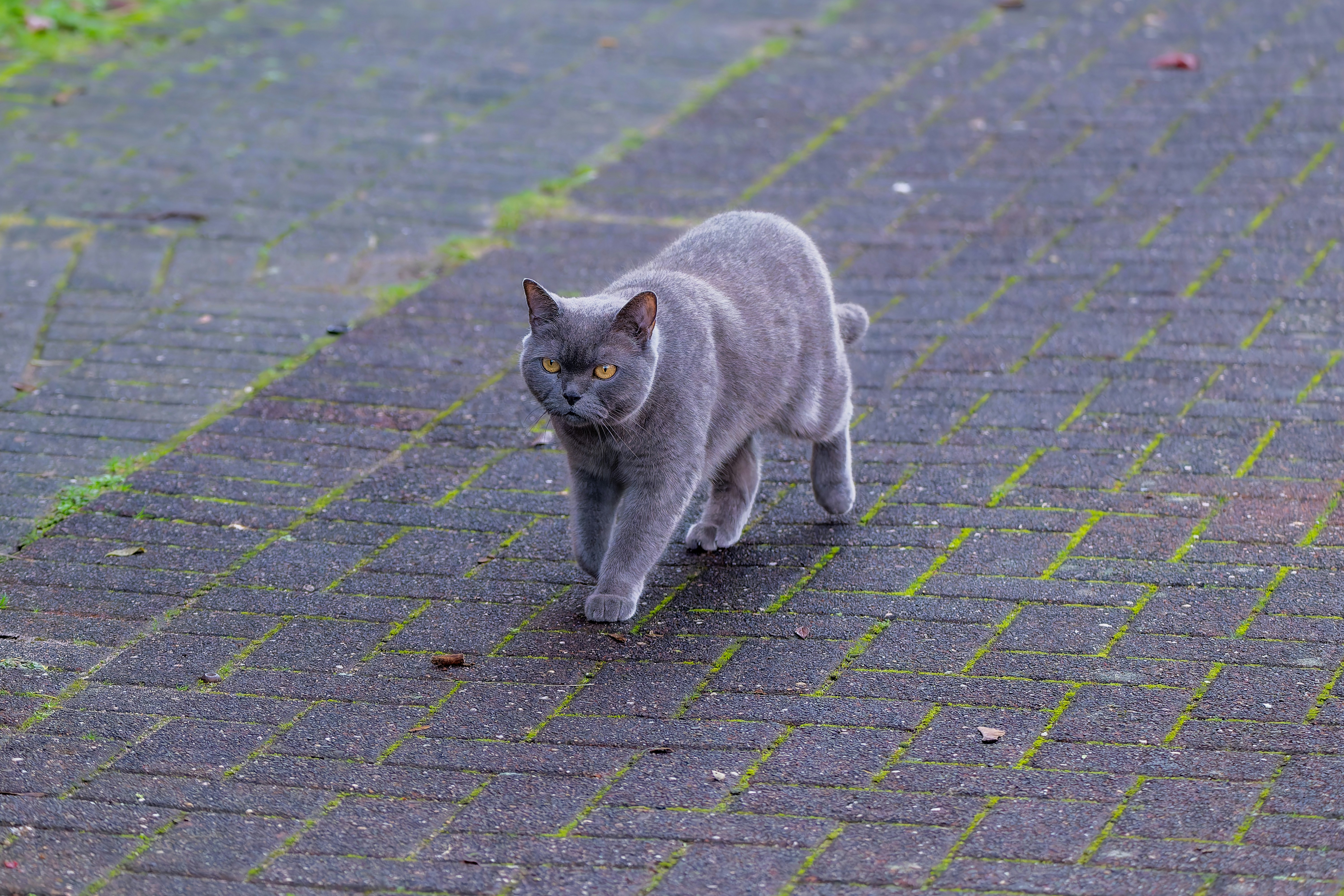 Gray Feline Stride Across a Mossy Paved Path