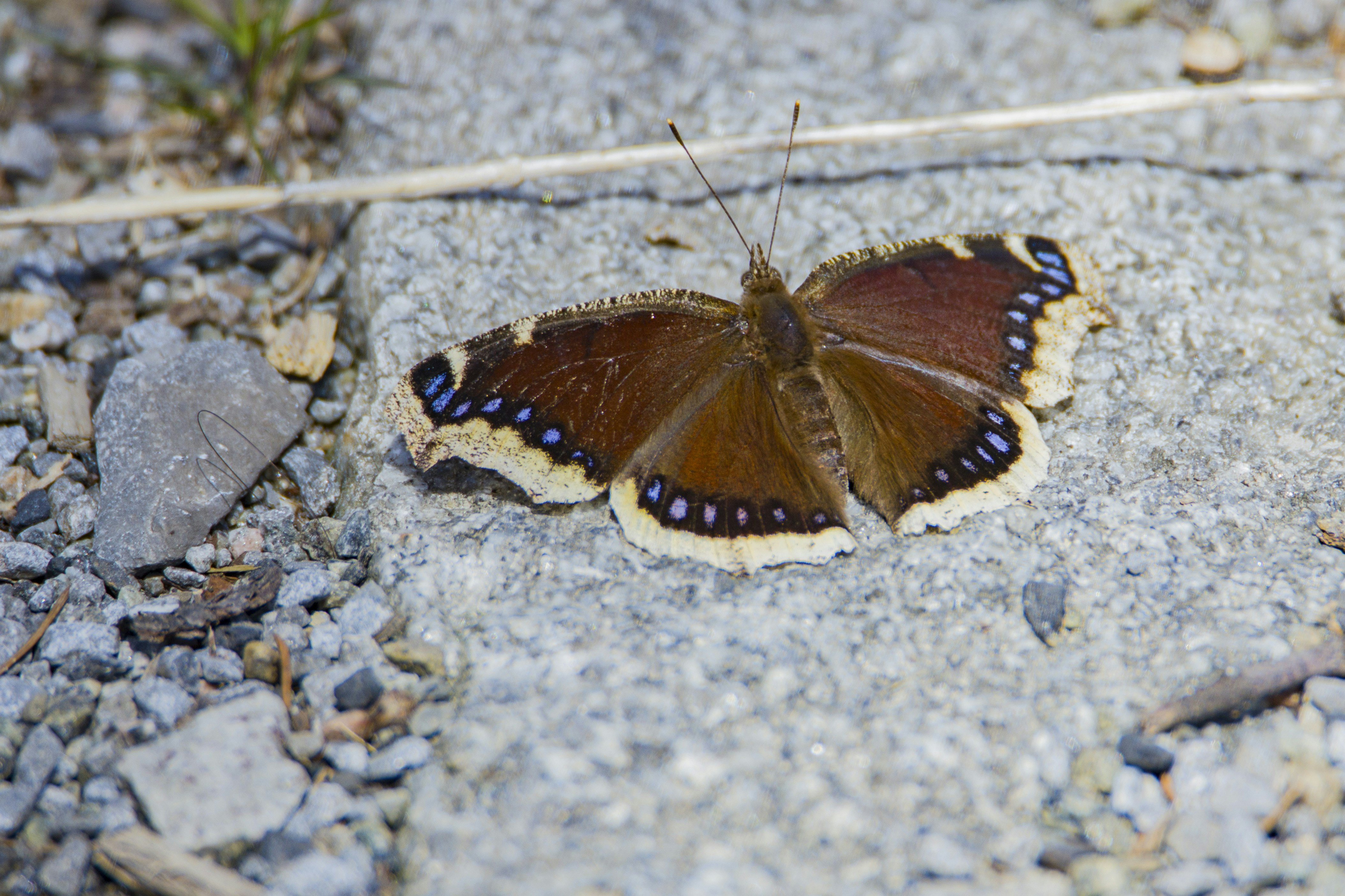 Brown Admiral on Gravel: a butterfly resting on a sunlit path