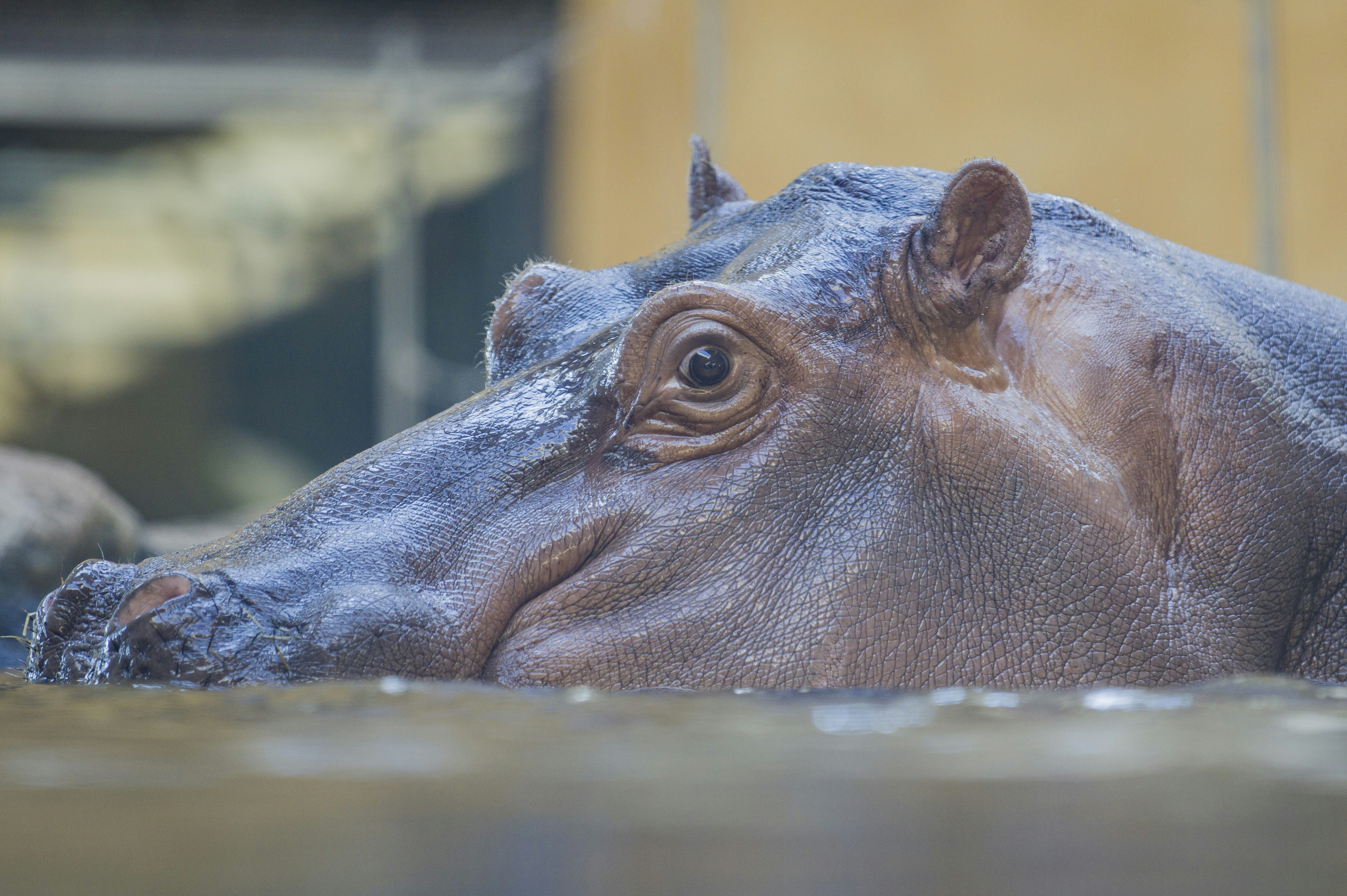 Photo by Andrei Costin with Canon EOS R