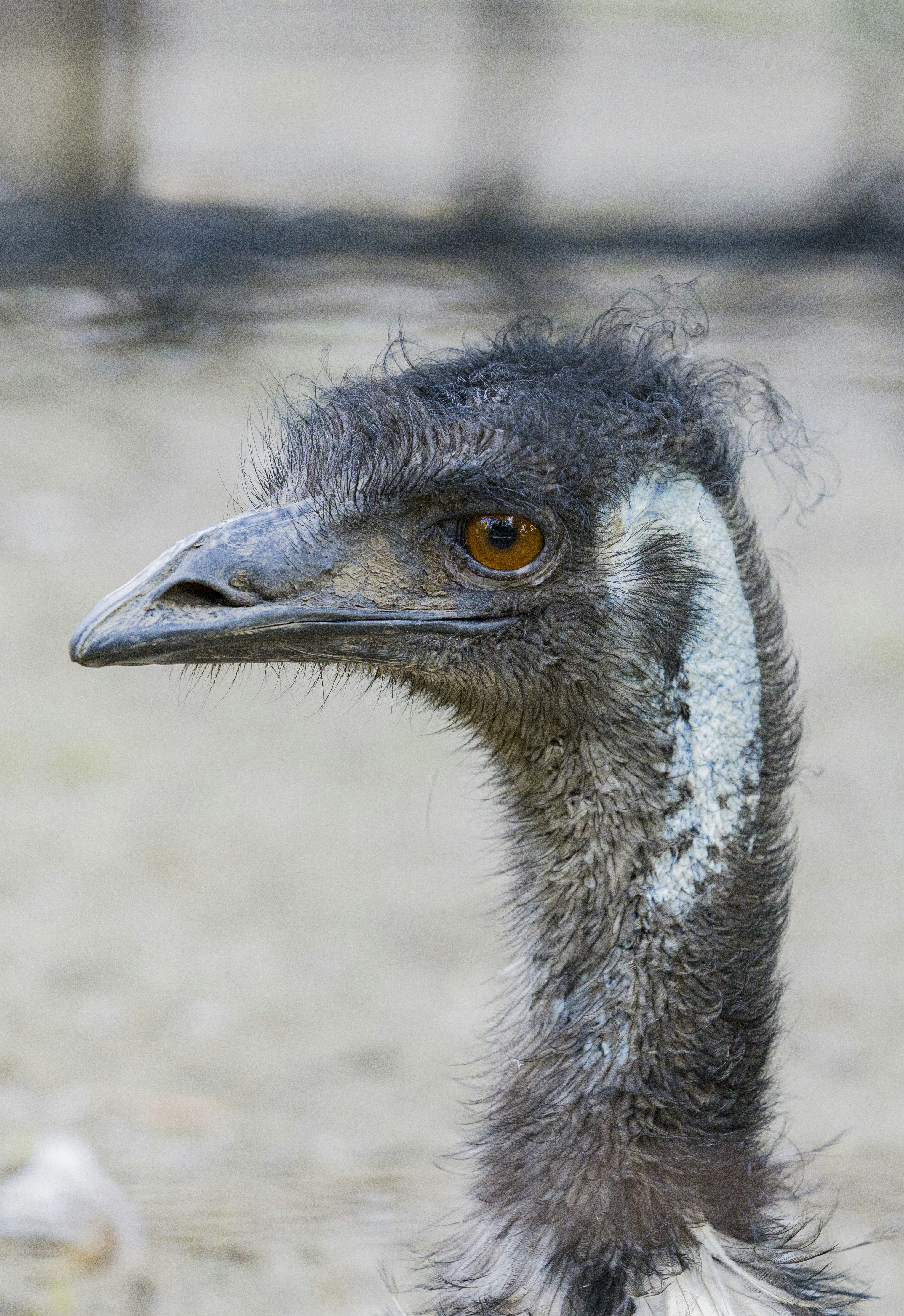 Almond Eye Gaze: Close-up of an Emu