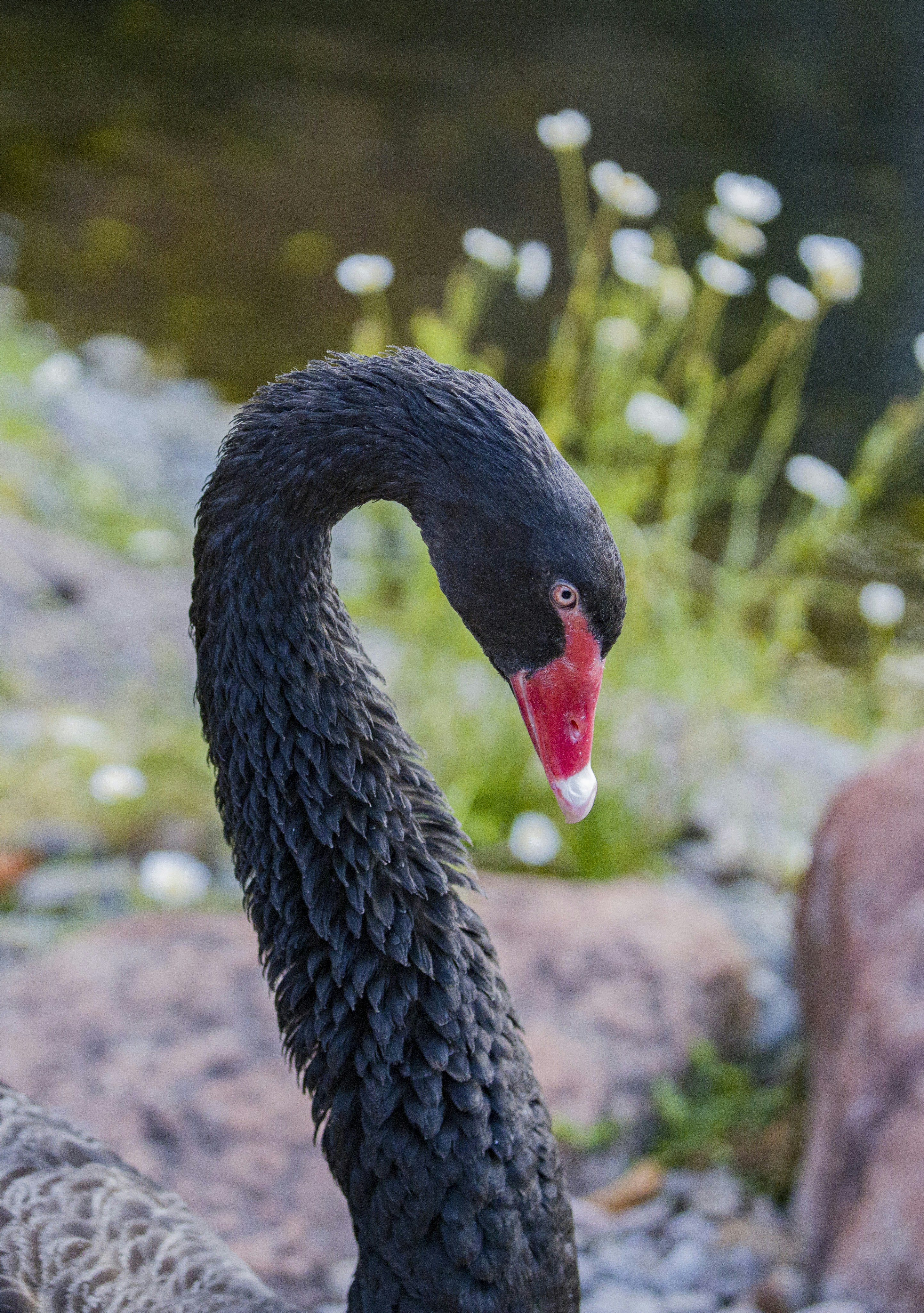 Elegant S-curve: a Black Swan in Quiet Light
