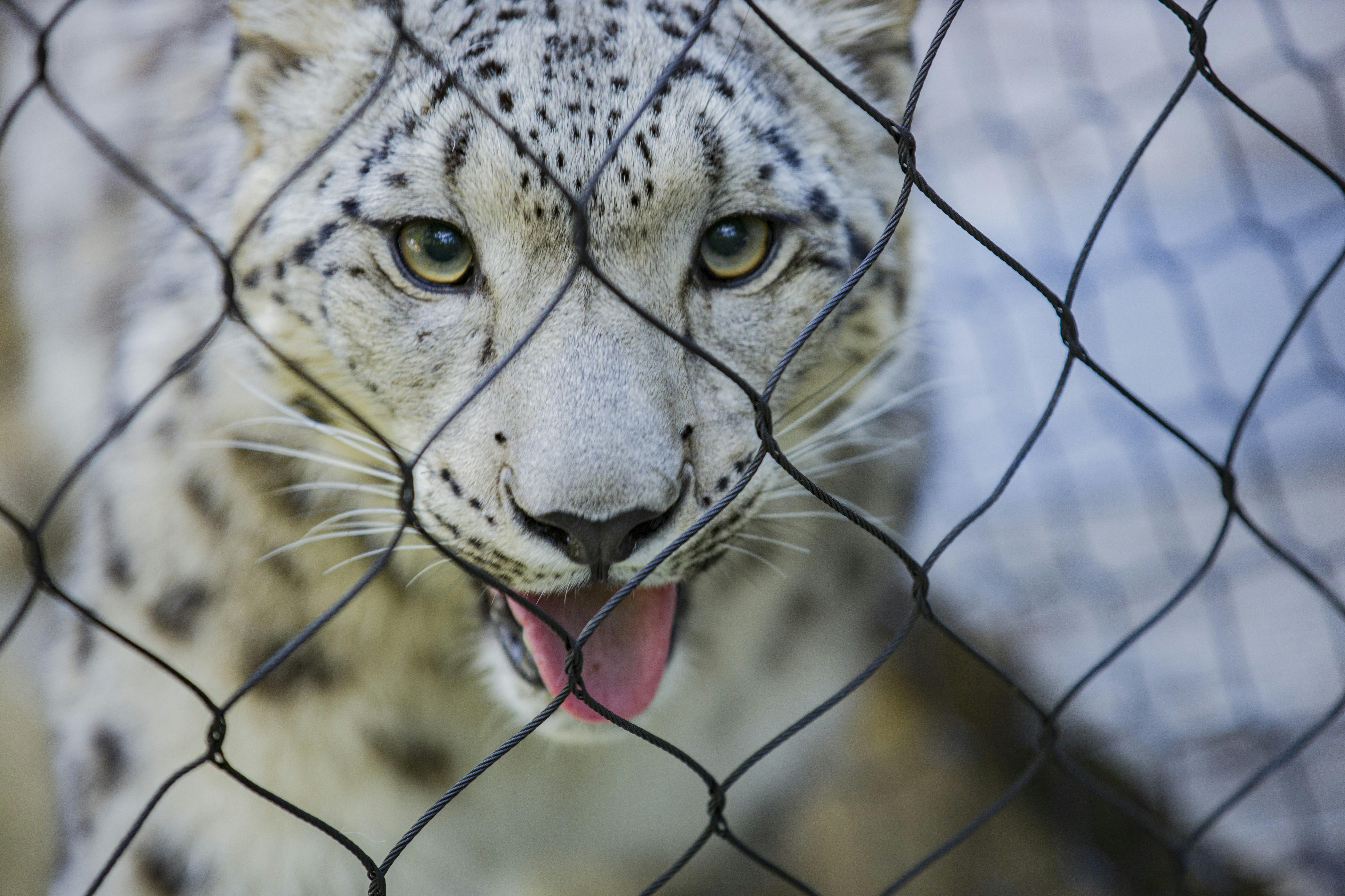 Snow Leopard Behind the Wire: A Closer Look at a Captive Gaze