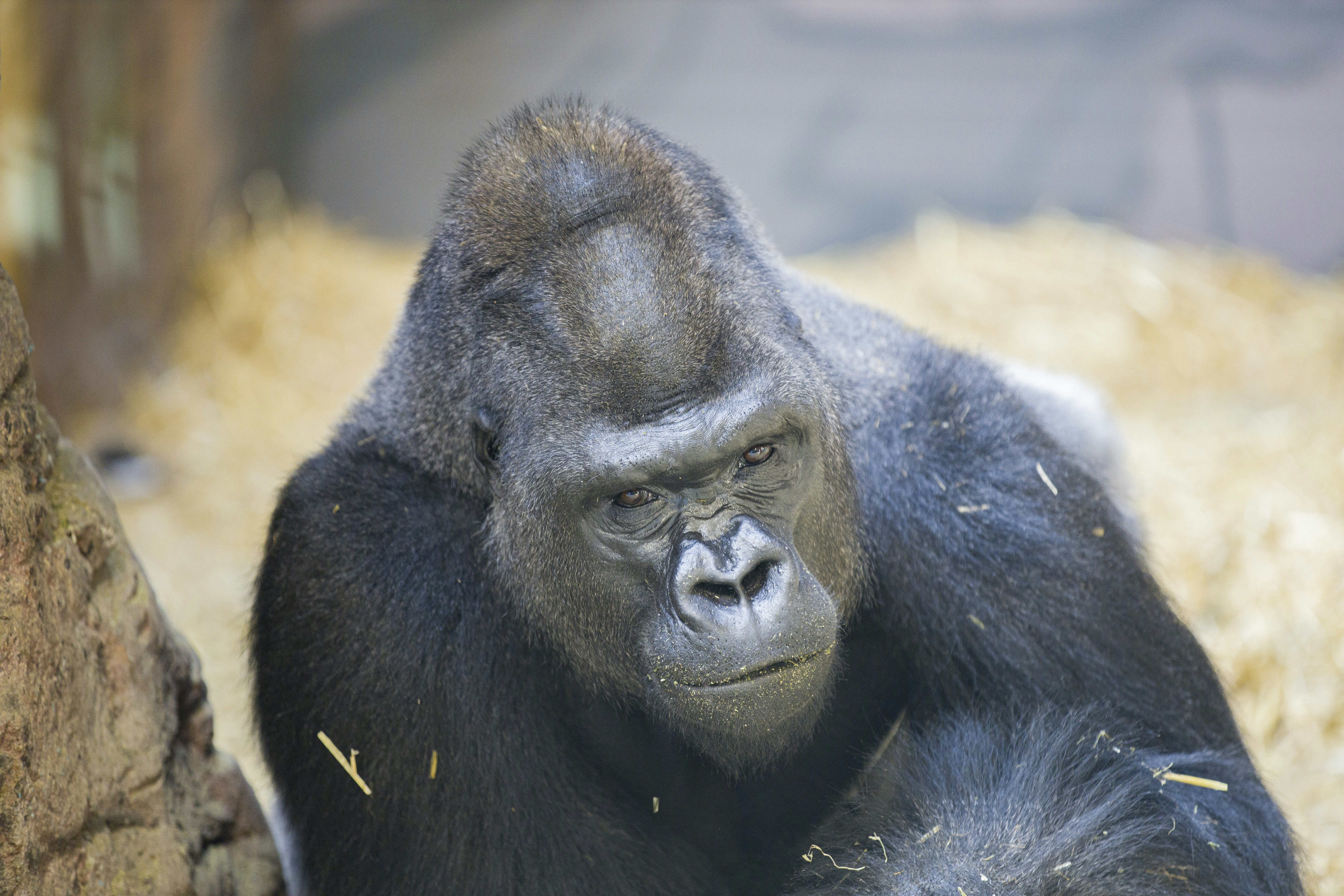 A Quiet Gaze: Western Lowland Gorilla in Gentle Contemplation