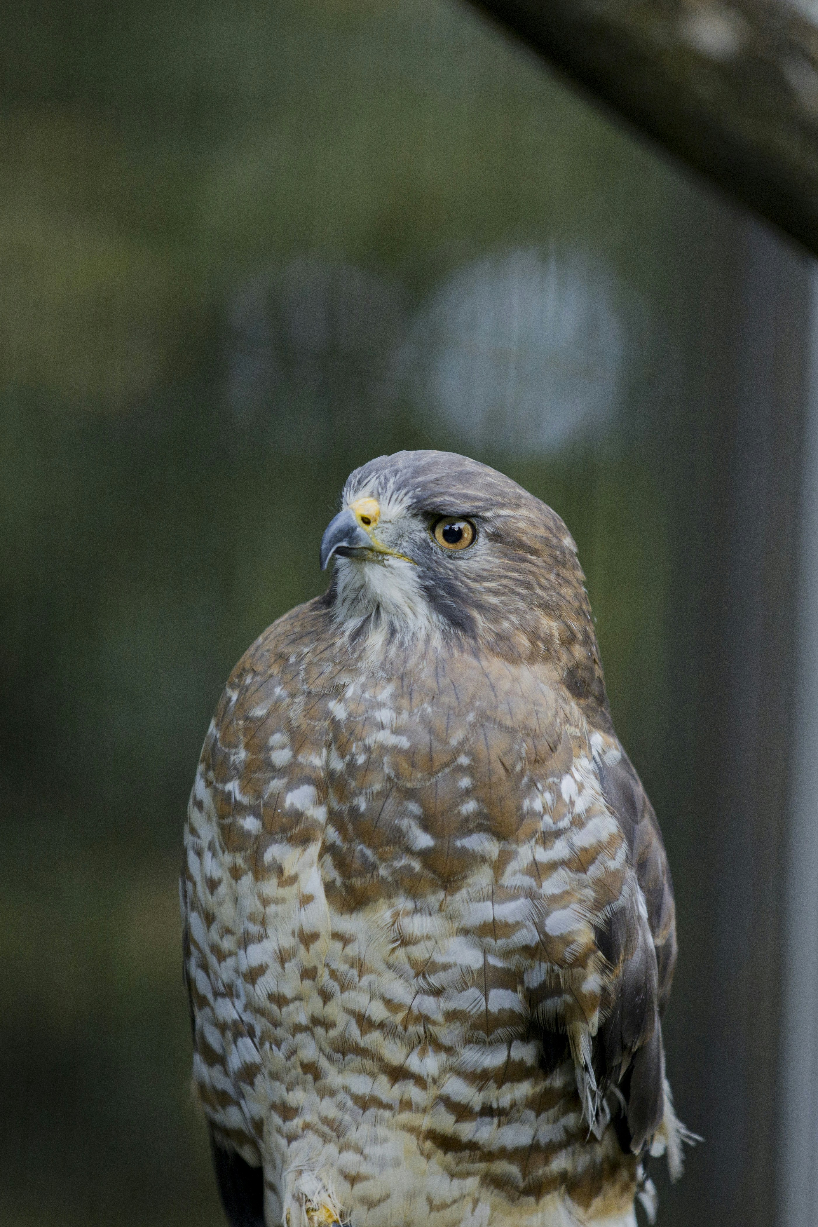 Close-66 Feathered Sentinel: A Brown Hawk in Soft Focus Backyard Light