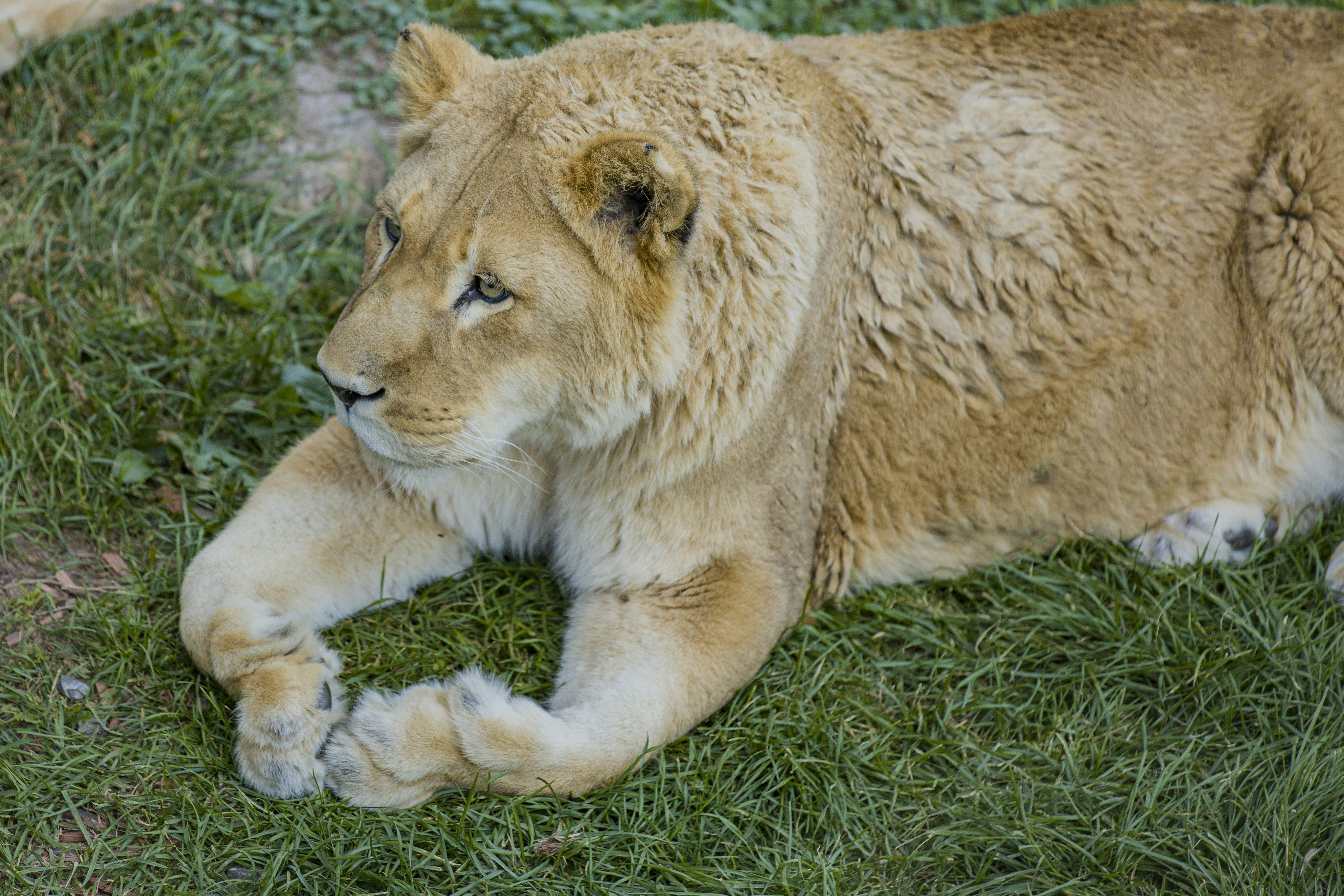 Lionside Rest: A Calm Feline in Grass