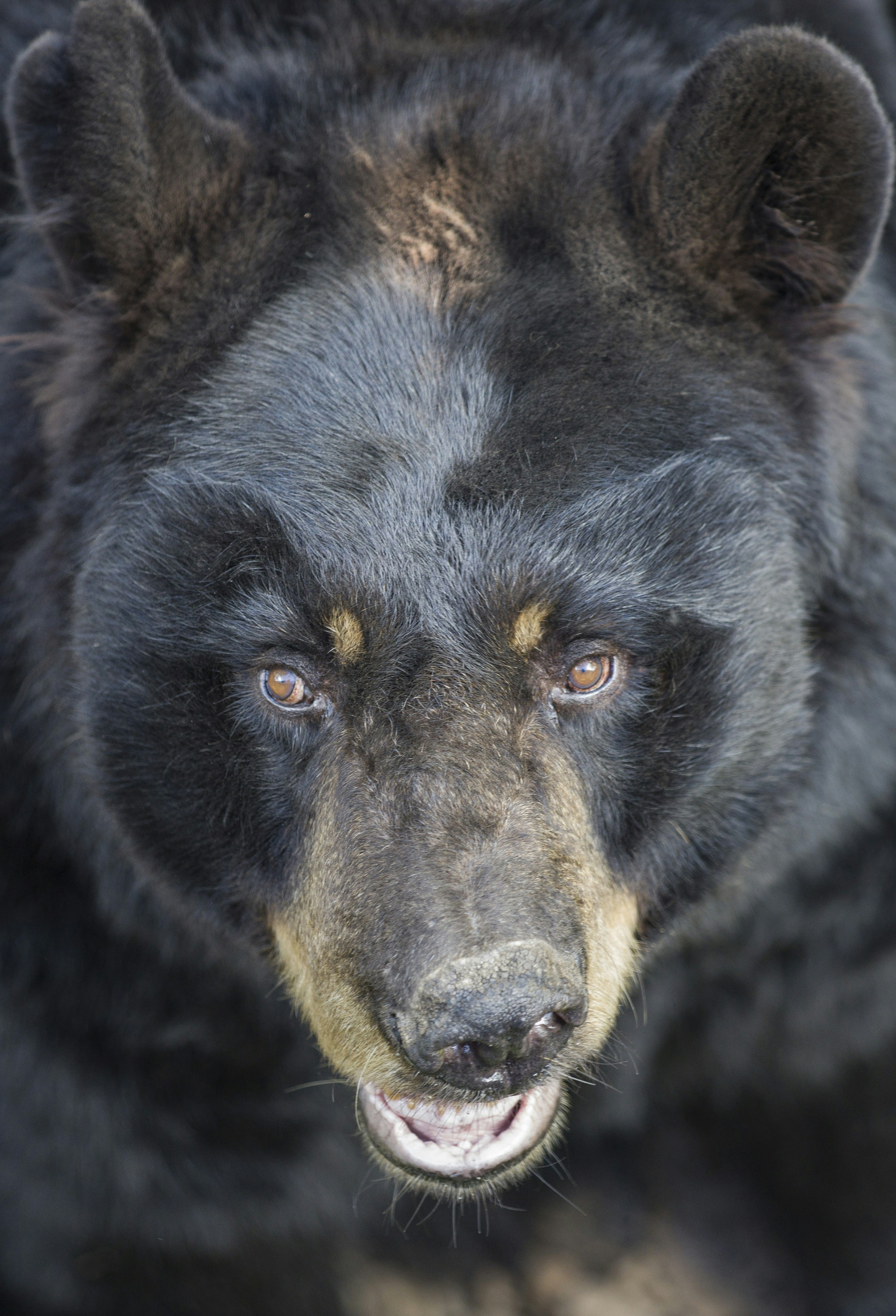 Eyes of the Timber Guardian